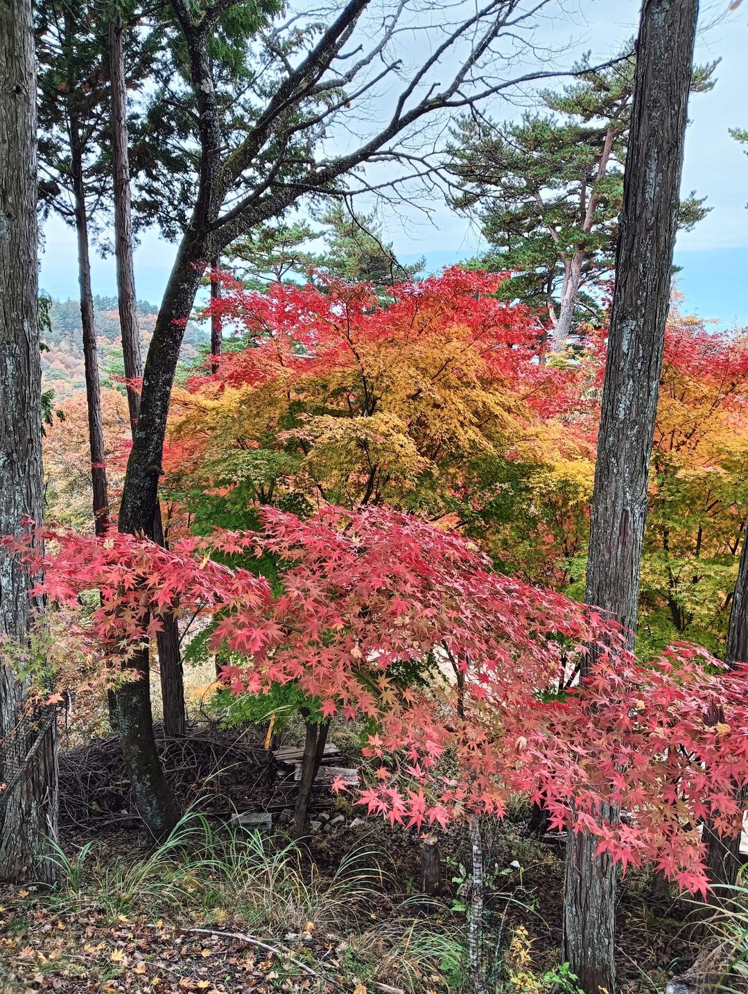 鷹の巣山・白砂山・弥三郎岳（羅漢寺山）・覚円峯 / doalaさんの弥三郎岳（羅漢寺山）の活動データ | YAMAP / ヤマップ