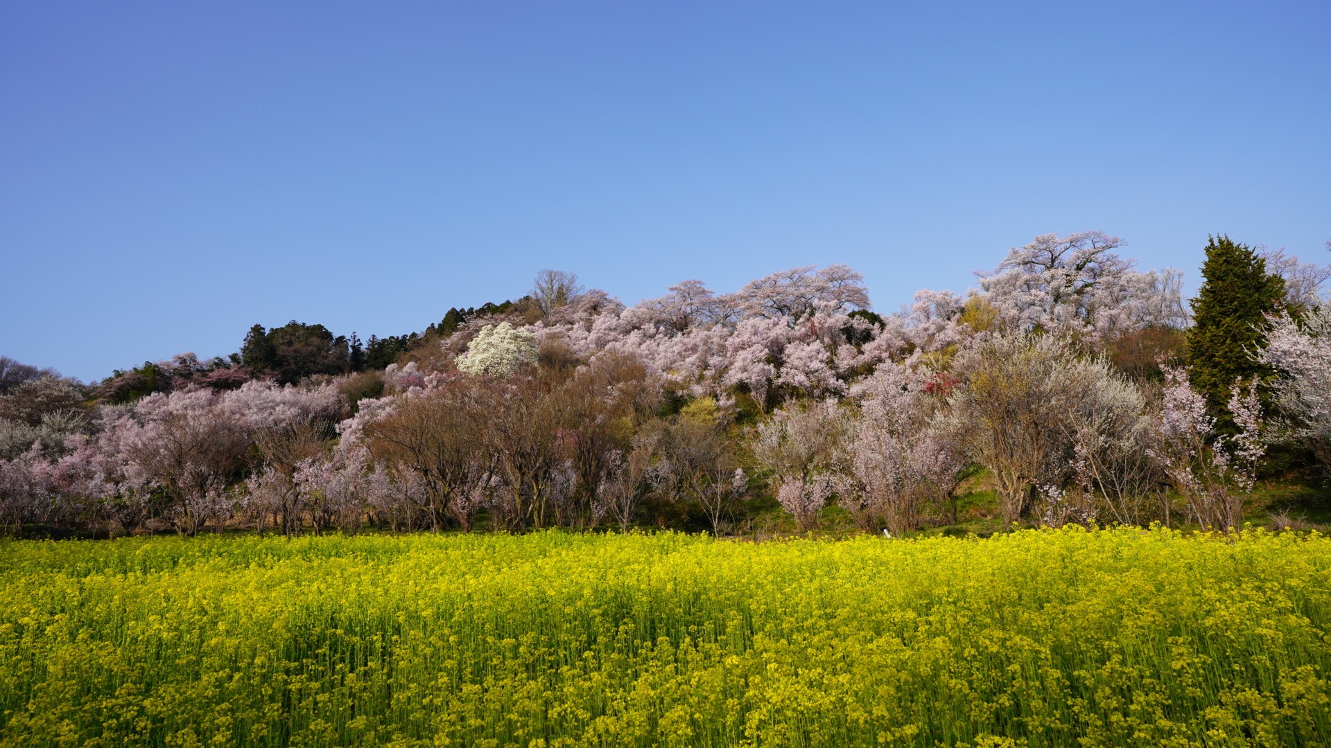 花見山公園2022.4.10 / ENAJIさんの十万劫山の活動データ | YAMAP / ヤマップ
