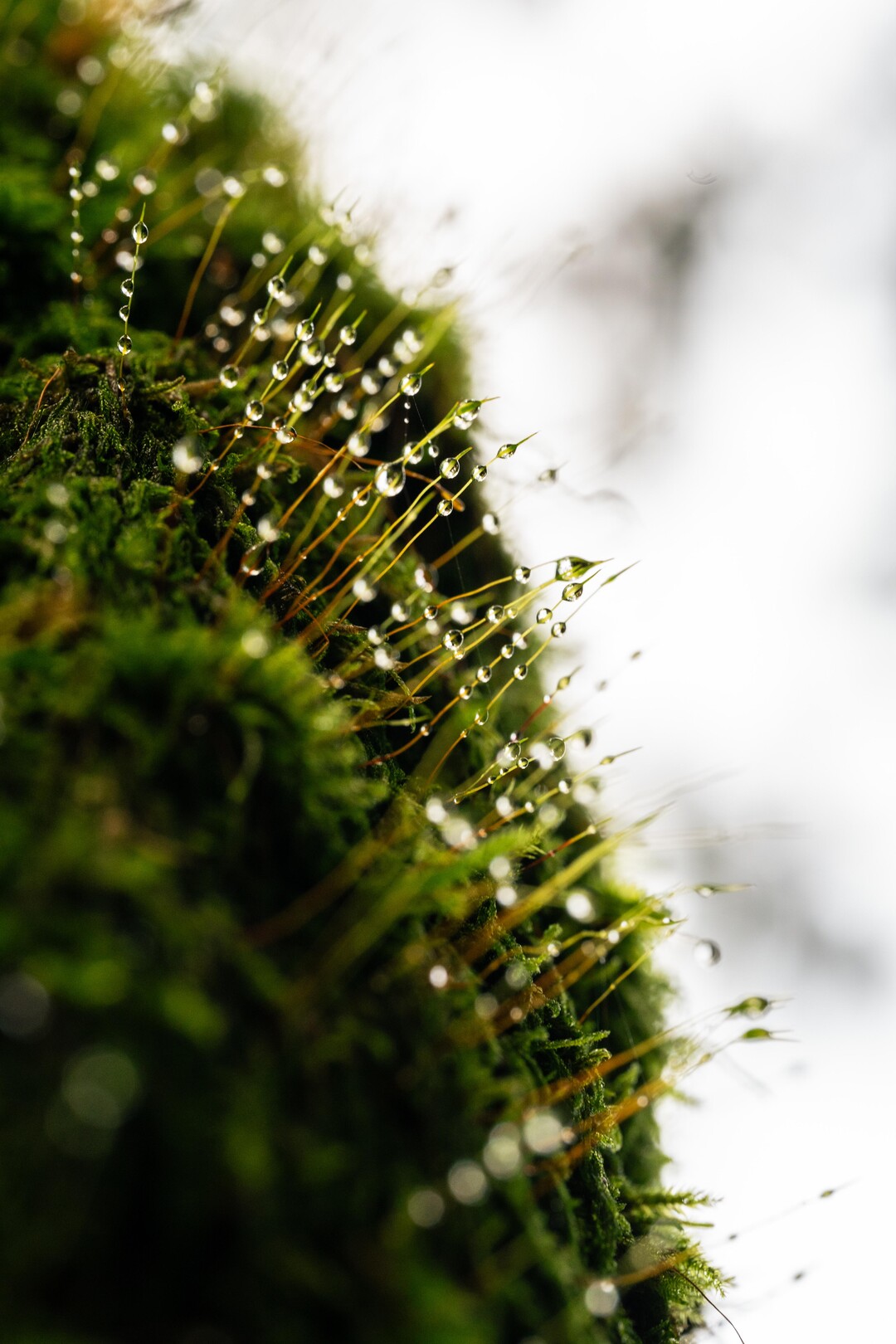恐羅漢山と島川水芭蕉園 / yu-kiさんの恐羅漢山の活動データ | YAMAP / ヤマップ