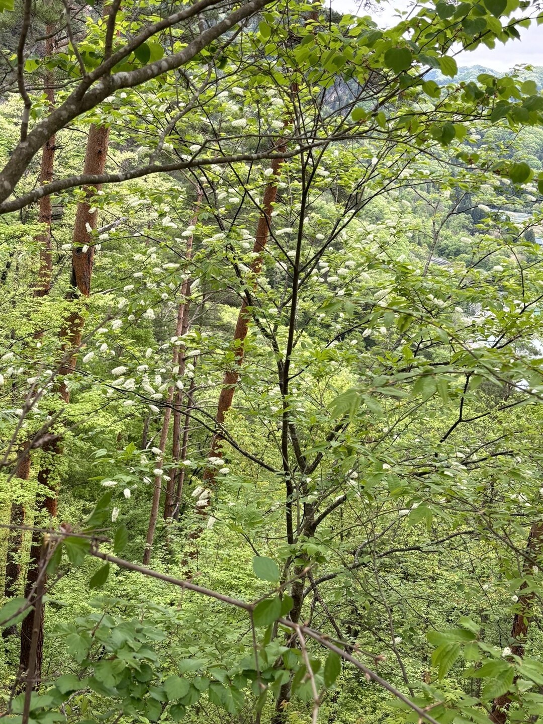 京ヶ倉 / go!saosaoさんの京ヶ倉・大城の活動データ | YAMAP / ヤマップ