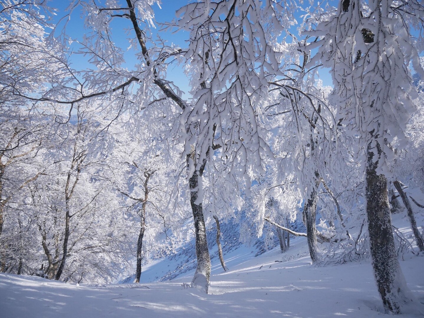 綿向山 / AHさんの綿向山の活動データ | YAMAP / ヤマップ