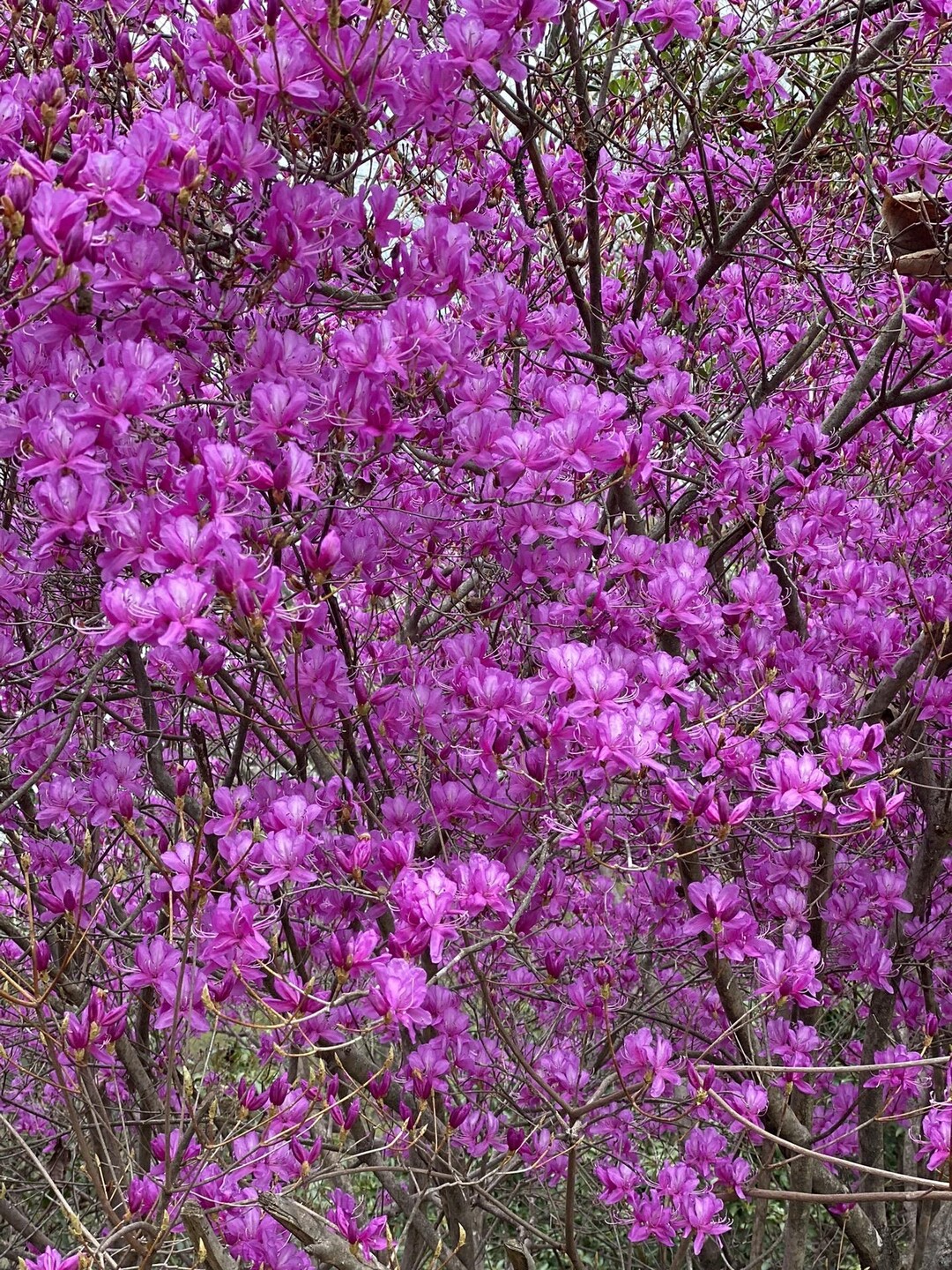 関八州見晴台🌸桜とミツバツツジめぐり🌸 / appliさんの関八州見晴台の活動データ | YAMAP / ヤマップ