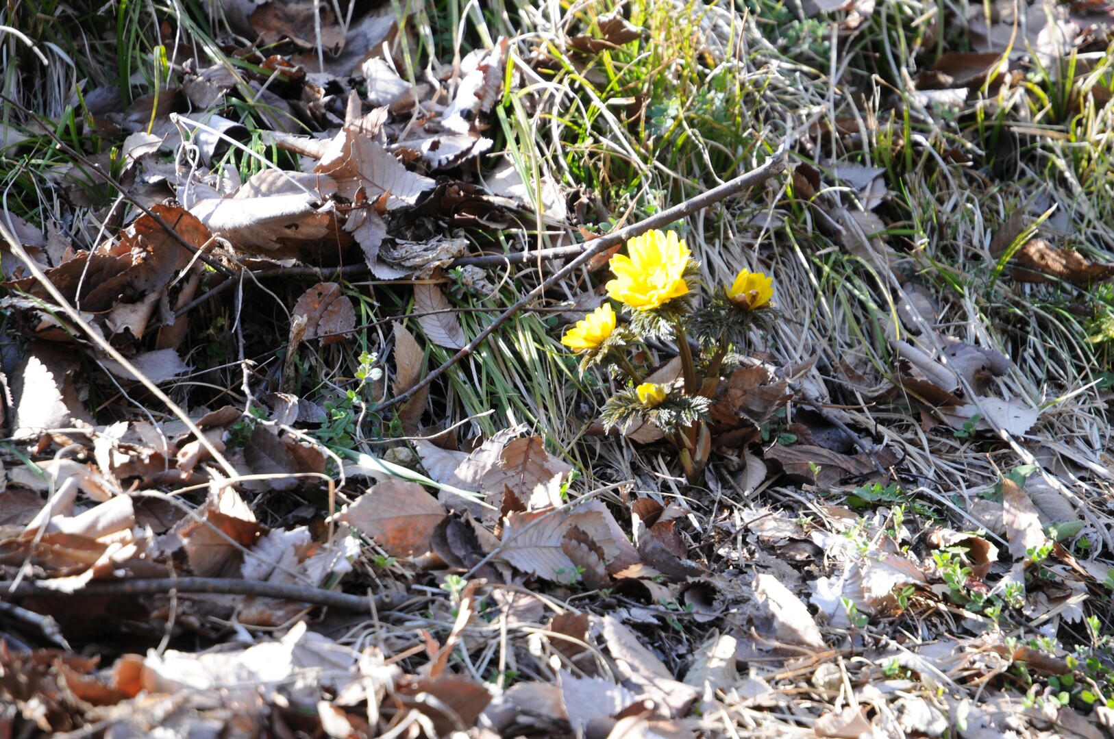 山形百（13） 舞鶴山 31回目登山 / 10K walkerさんの舞鶴山の活動データ | YAMAP / ヤマップ
