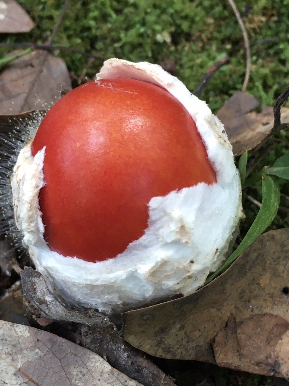 marronさん ありがとう😊 やっと... / ゆかドンさんのモーメント | YAMAP / ヤマップ