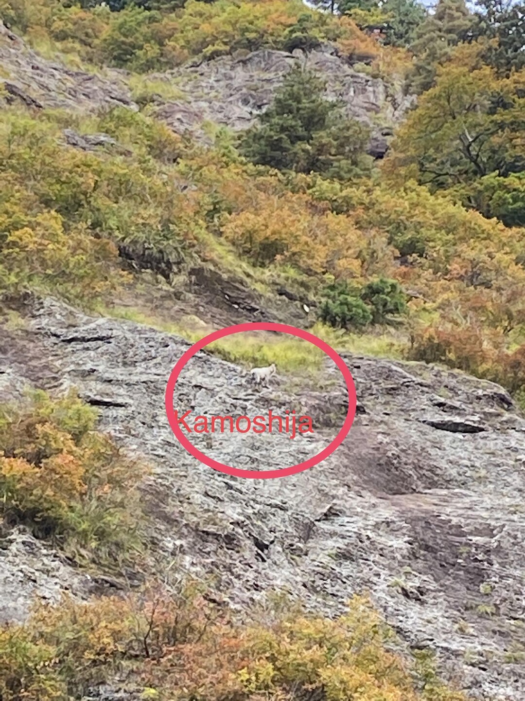 新潟県と福島県の県境(会越国境) にある... / mtakoさんのモーメント | YAMAP / ヤマップ