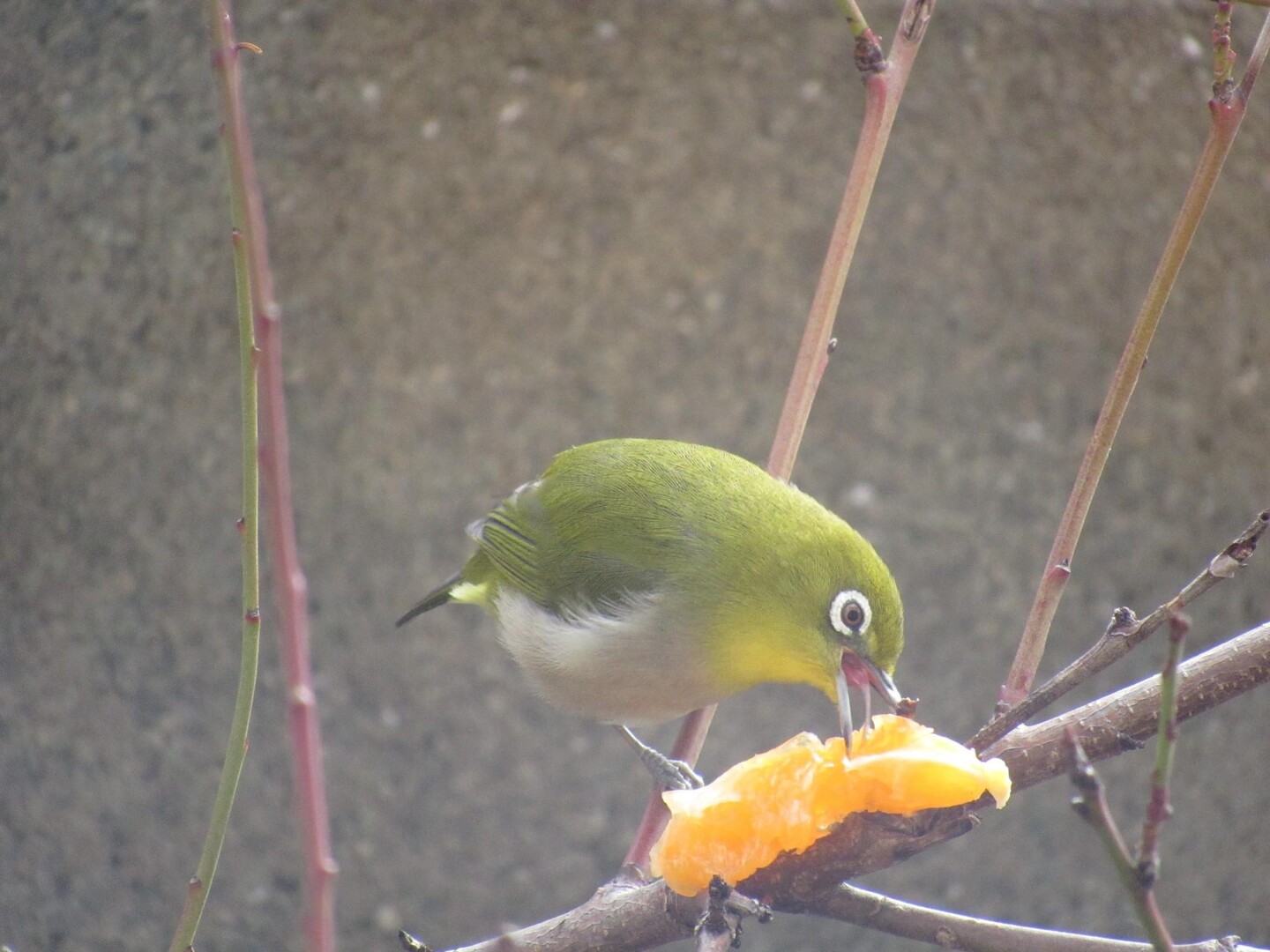 🍊で直ぐに鳥が釣れました😁 / 海山行男さんのモーメント | YAMAP / ヤマップ