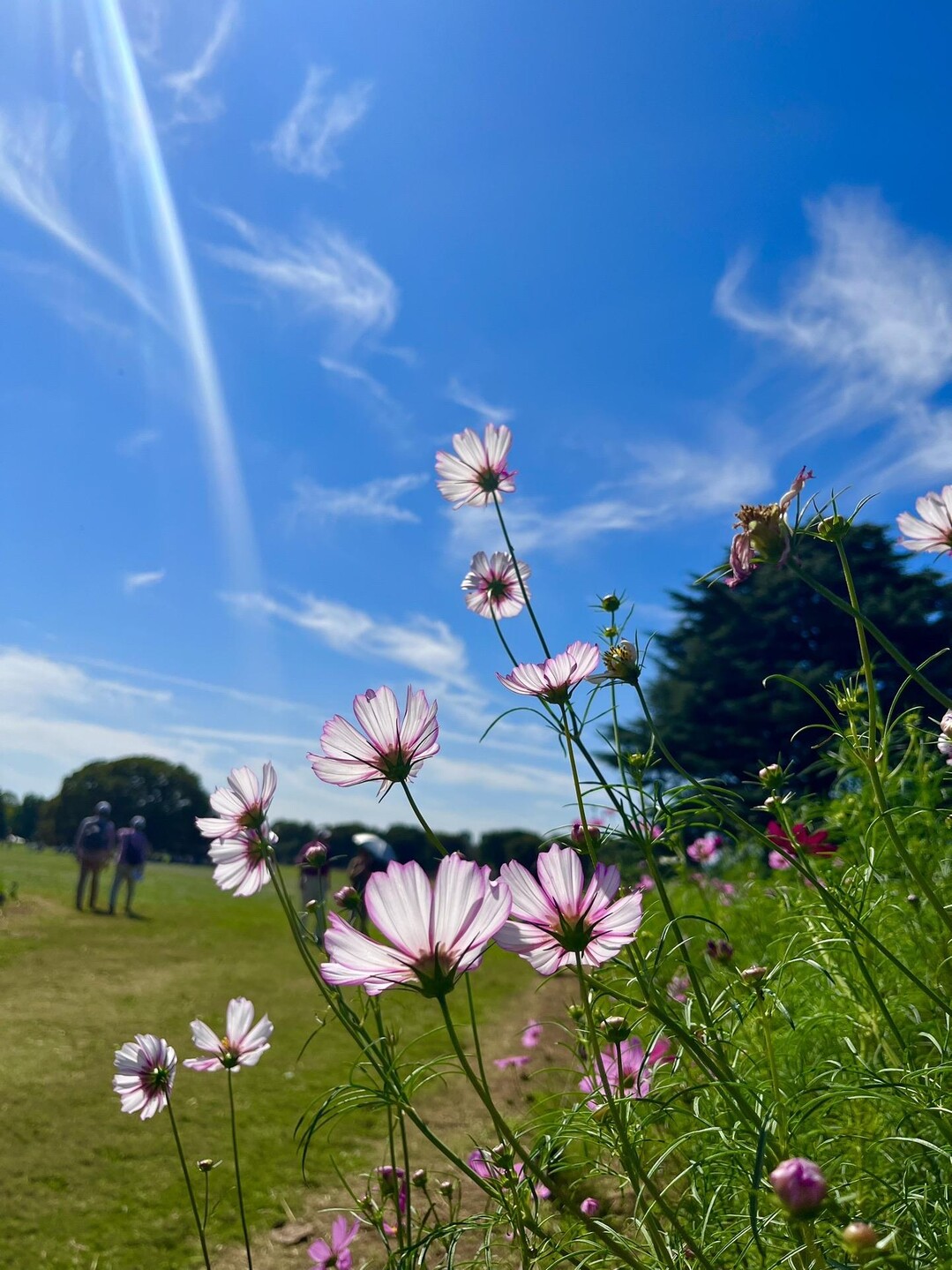 秋のお散歩 / opioさんのモーメント | YAMAP / ヤマップ