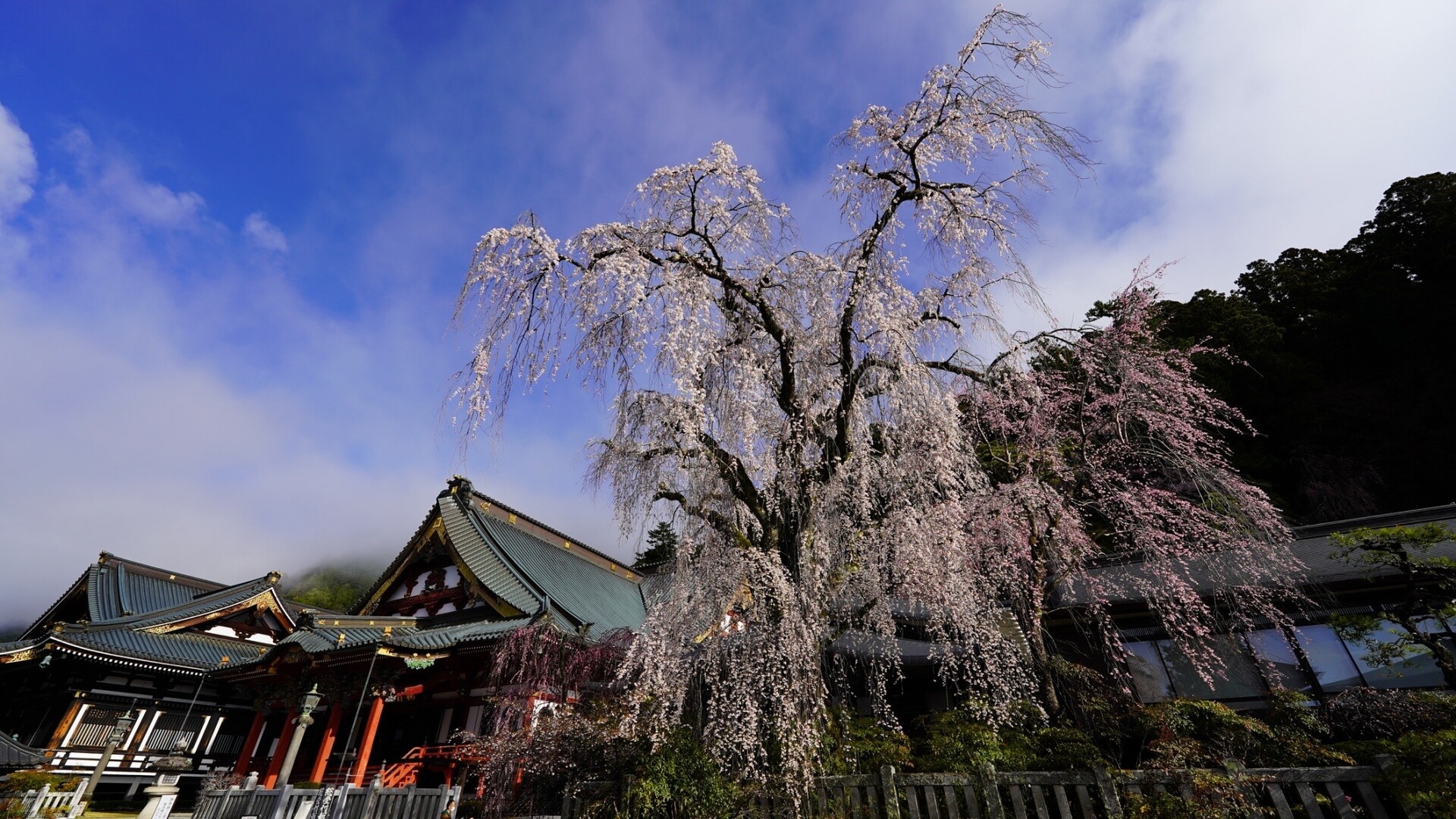 身延町久遠寺-原間のイトザクラに行って来... / uchidamaさんのモーメント | YAMAP / ヤマップ
