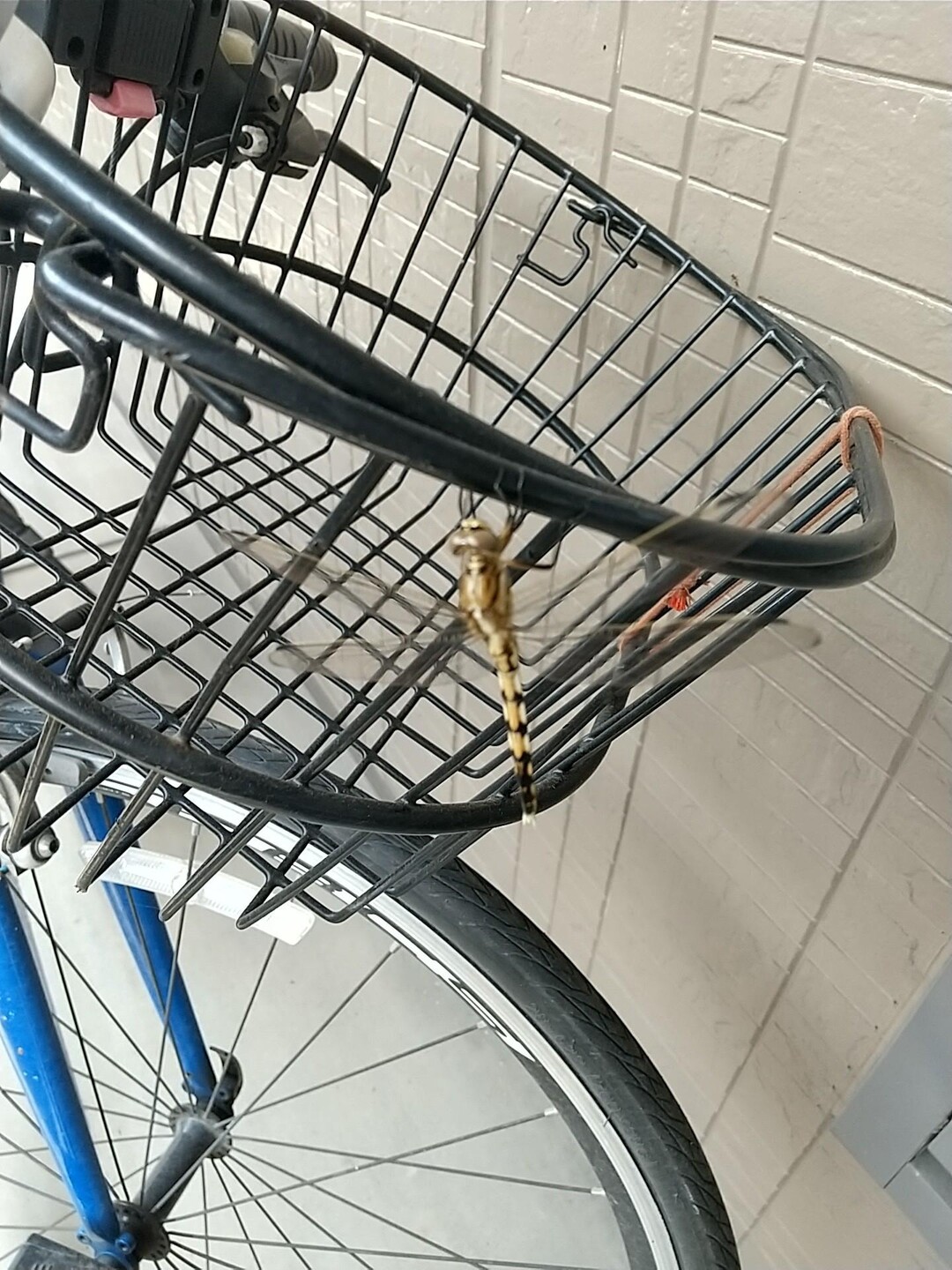 とまのページ | YAMAP / ヤマップ