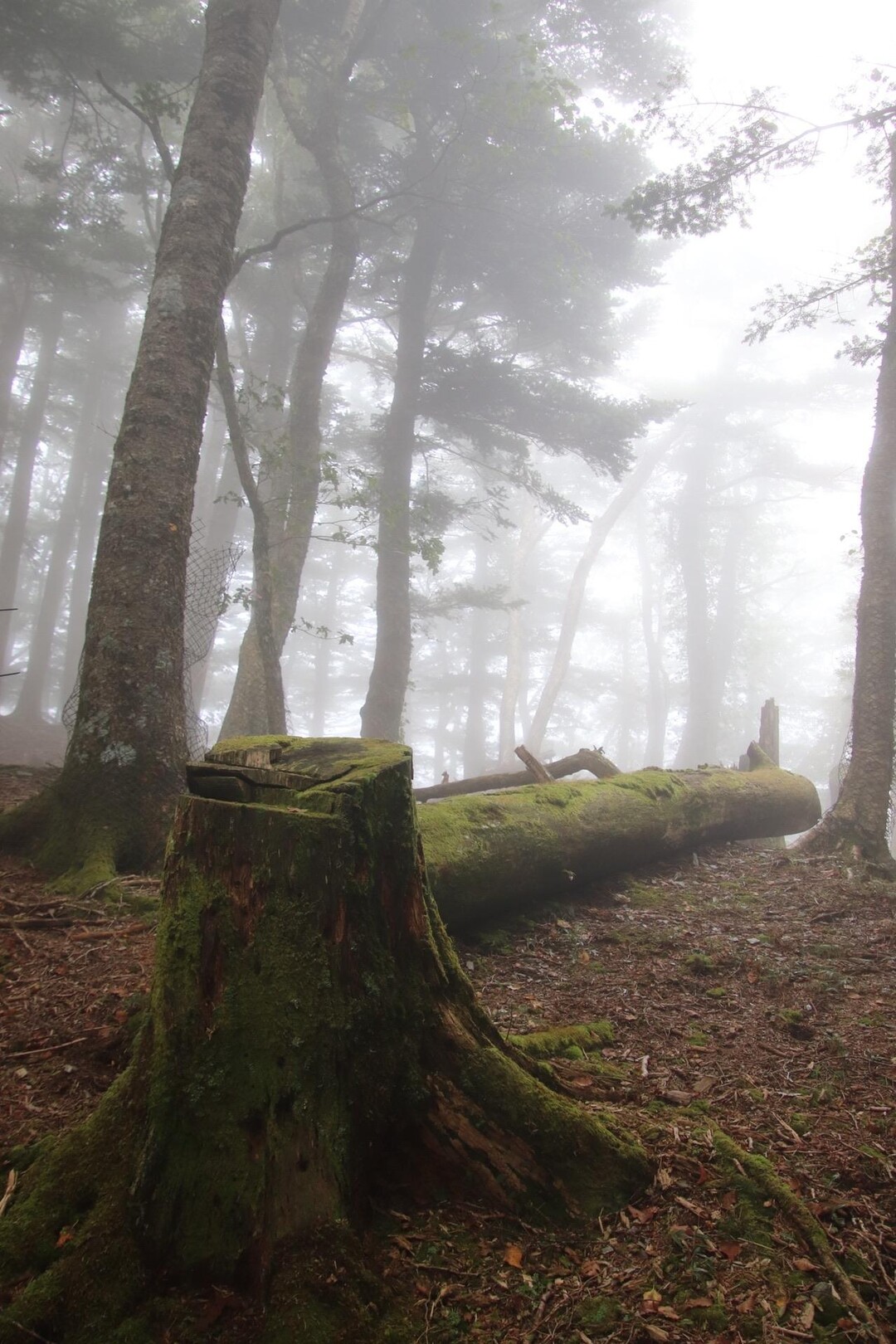 また来ます！三嶺‼︎ / hakuさんの三嶺・天狗塚・石立山の活動データ | YAMAP / ヤマップ