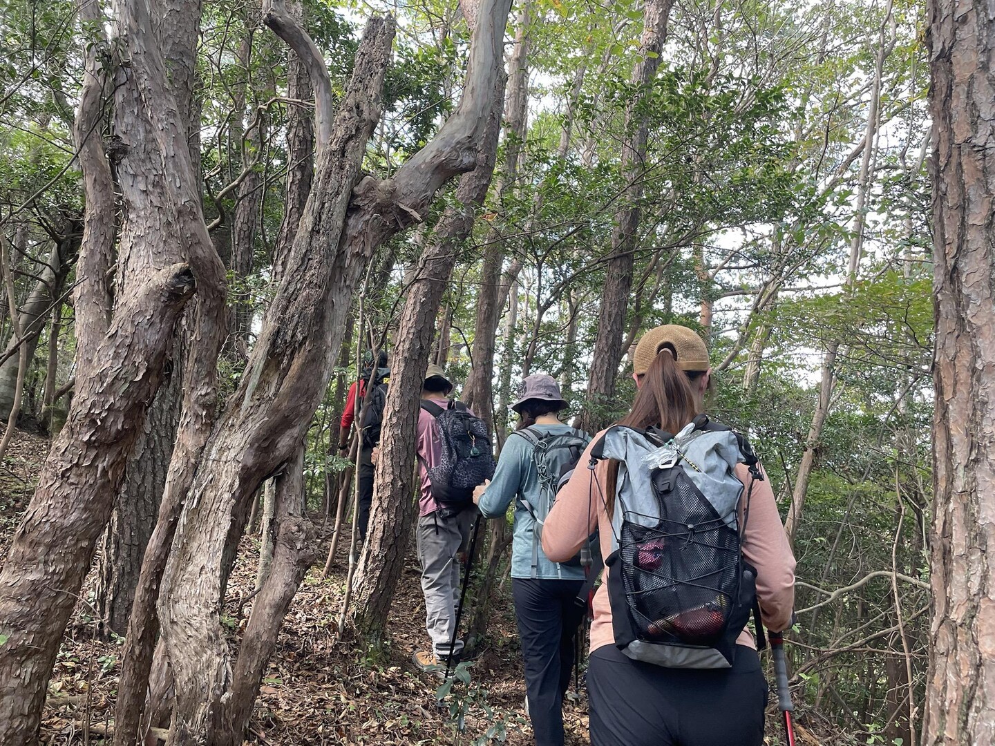 帆柱山・中津岡山・ロックガーデン・奥滝山 / shihoさんの大野権現山・奥滝山・高見山の活動データ | YAMAP / ヤマップ