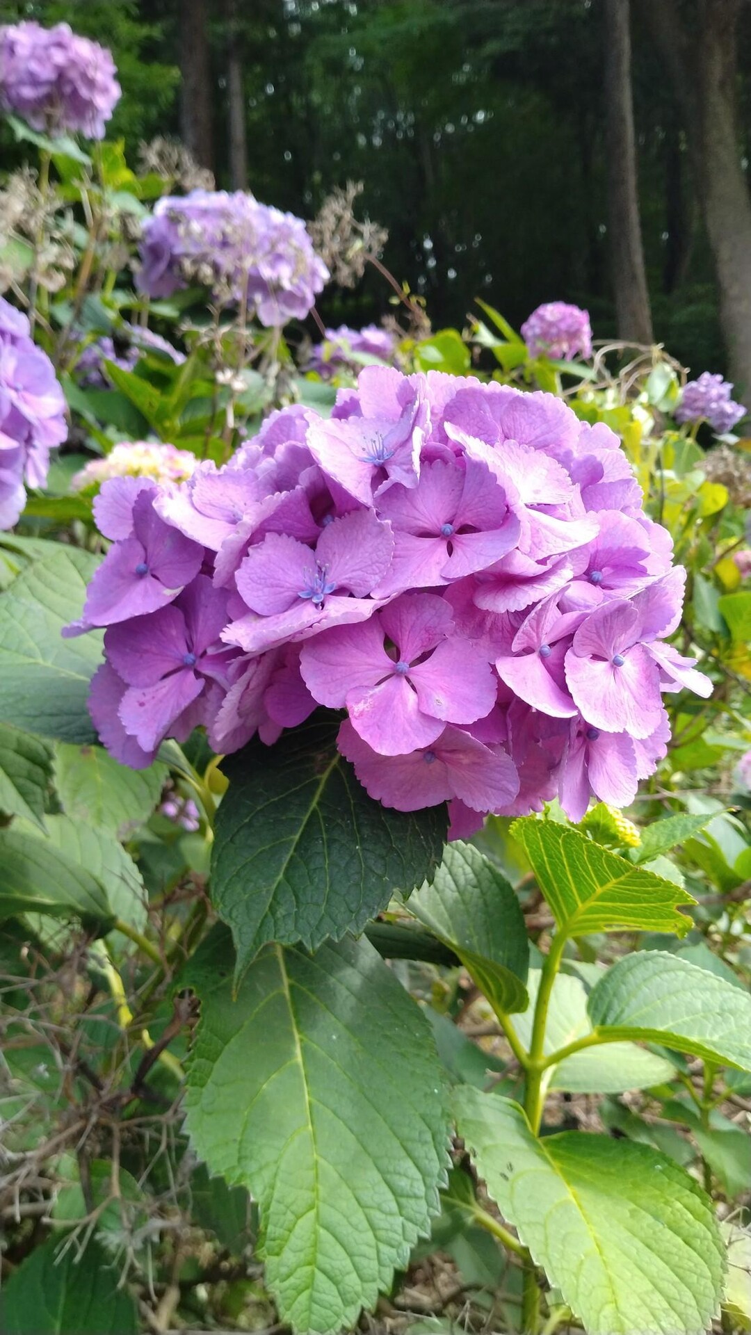 鞍掛山 / type52さんの日立アルプストレイル・神峰山（神峯山）の活動データ | YAMAP / ヤマップ