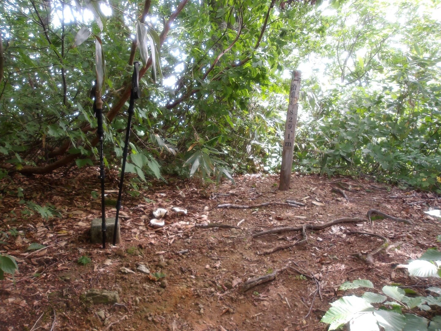 高倉森（ブナ林楽しめる登山道）西目屋村※動画あり / スノー@ystさんの高倉森の活動データ | YAMAP / ヤマップ