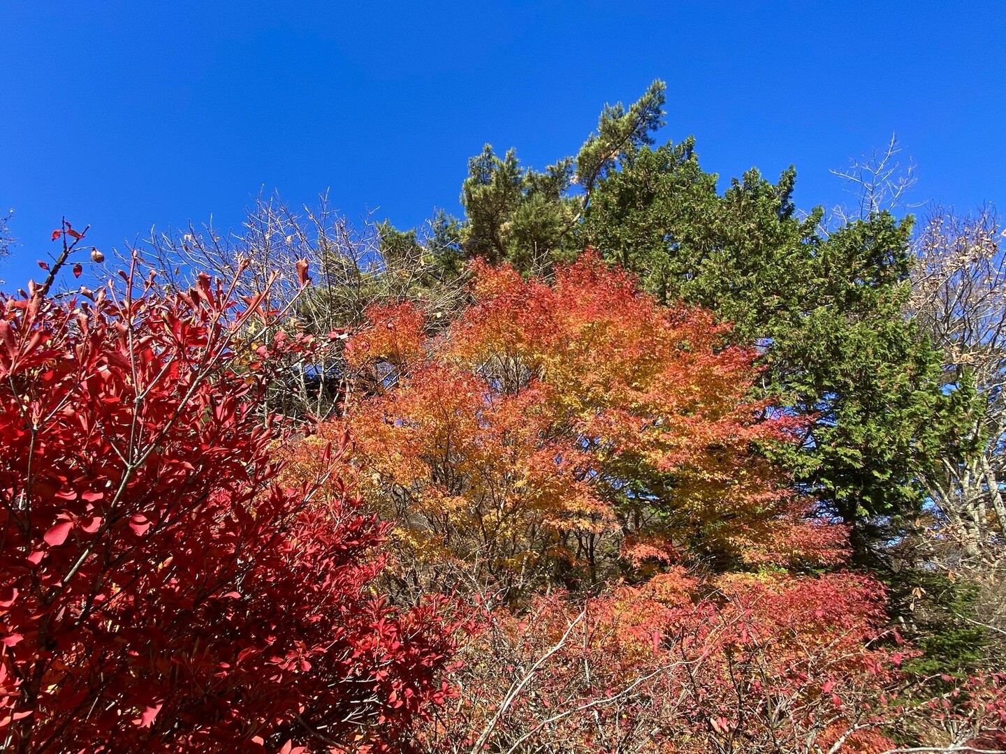 紅葉が超絶見頃なう、でした🍁 ツーリン... / Lizbabyさんのモーメント | YAMAP / ヤマップ