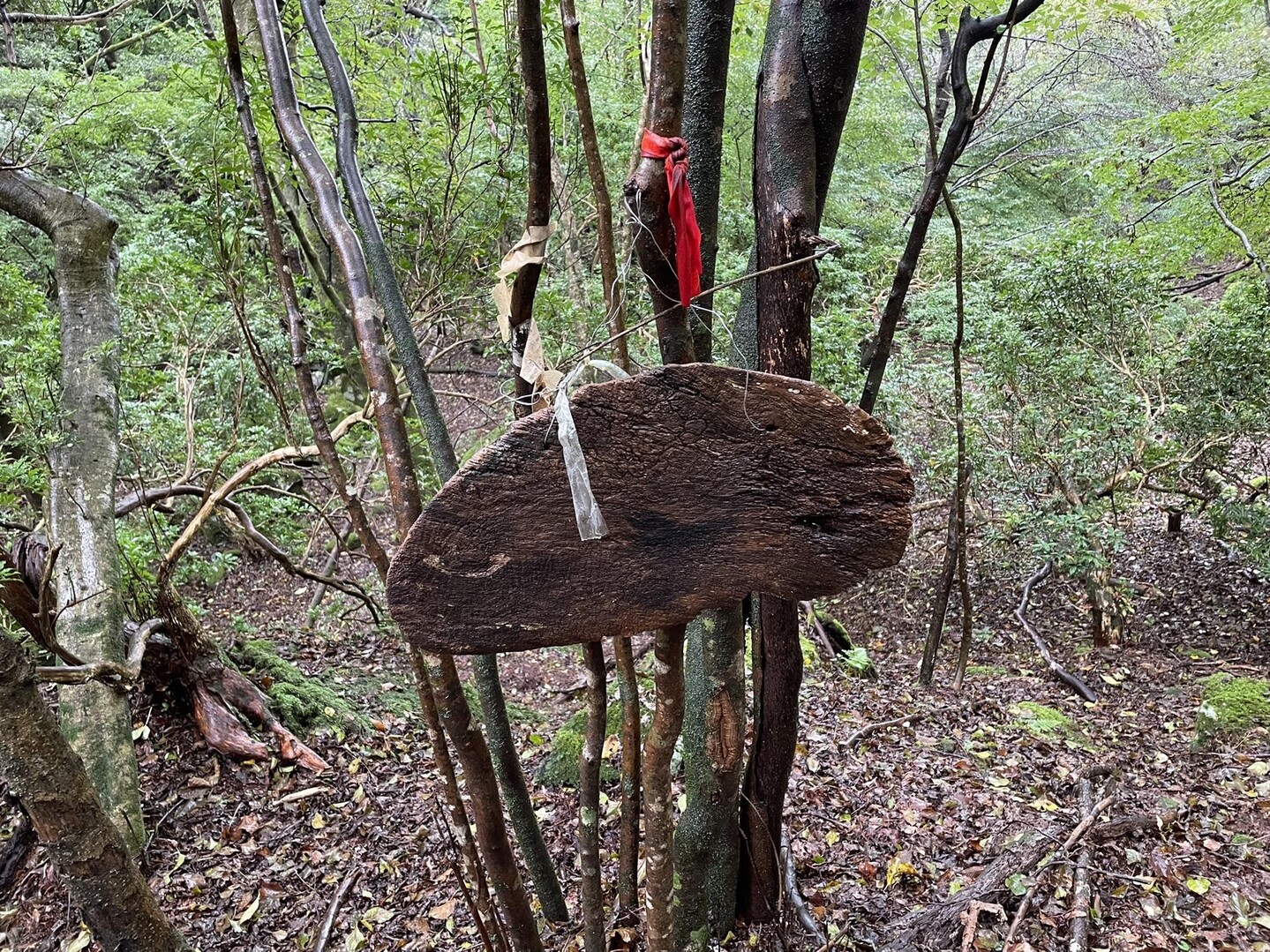 osamさんの投稿したフィールドメモ | YAMAP / ヤマップ