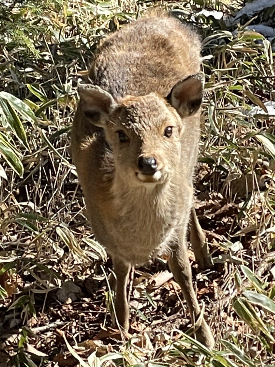 kaomi-ruのページ | YAMAP / ヤマップ