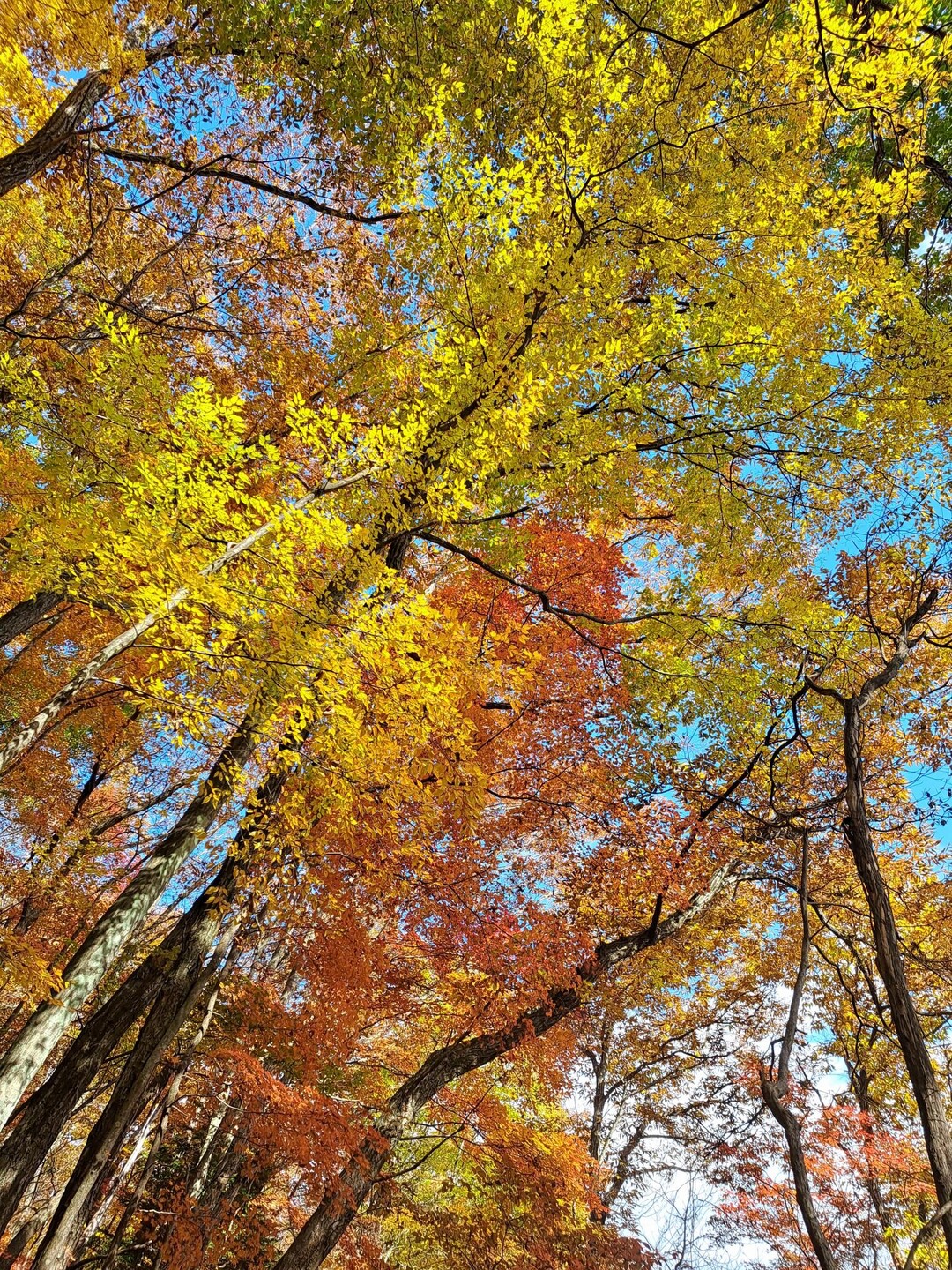 🍁🍃🍂日向山🌴🍁🌊雨乞岳-2022-11-05 / ruuさんの雨乞岳の活動データ | YAMAP / ヤマップ