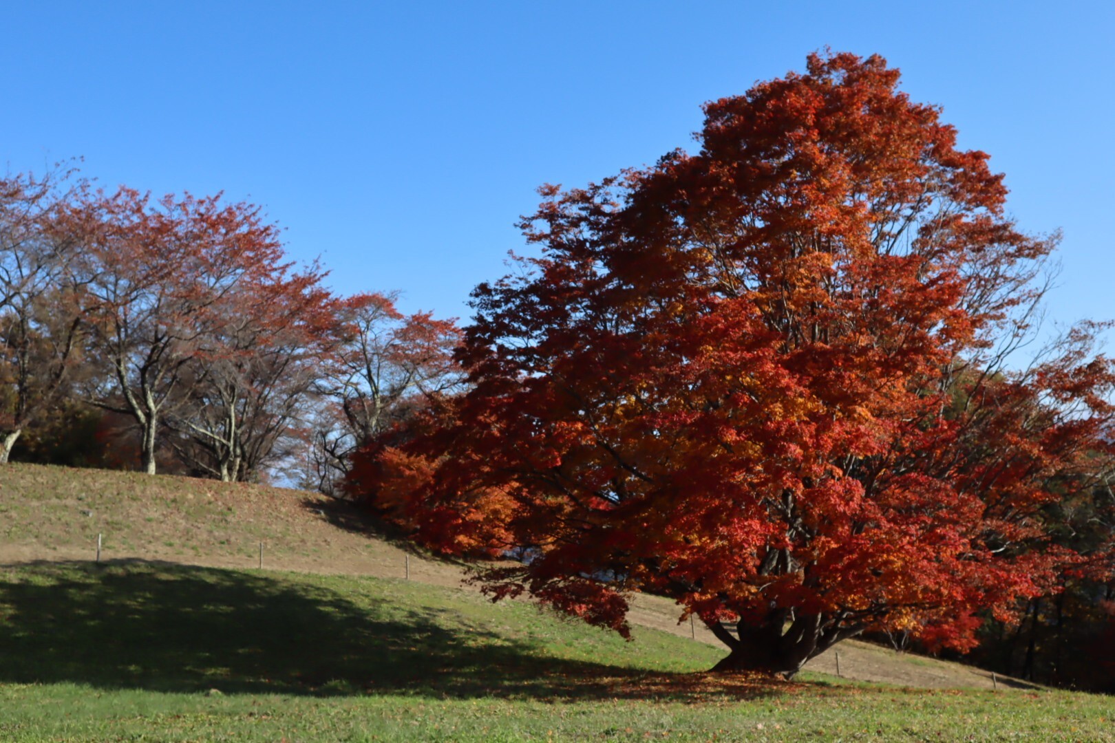 紅葉狩り🍁高峰高原の大カエデと中カエデ... / YUMI 🍄さんのモーメント | YAMAP / ヤマップ