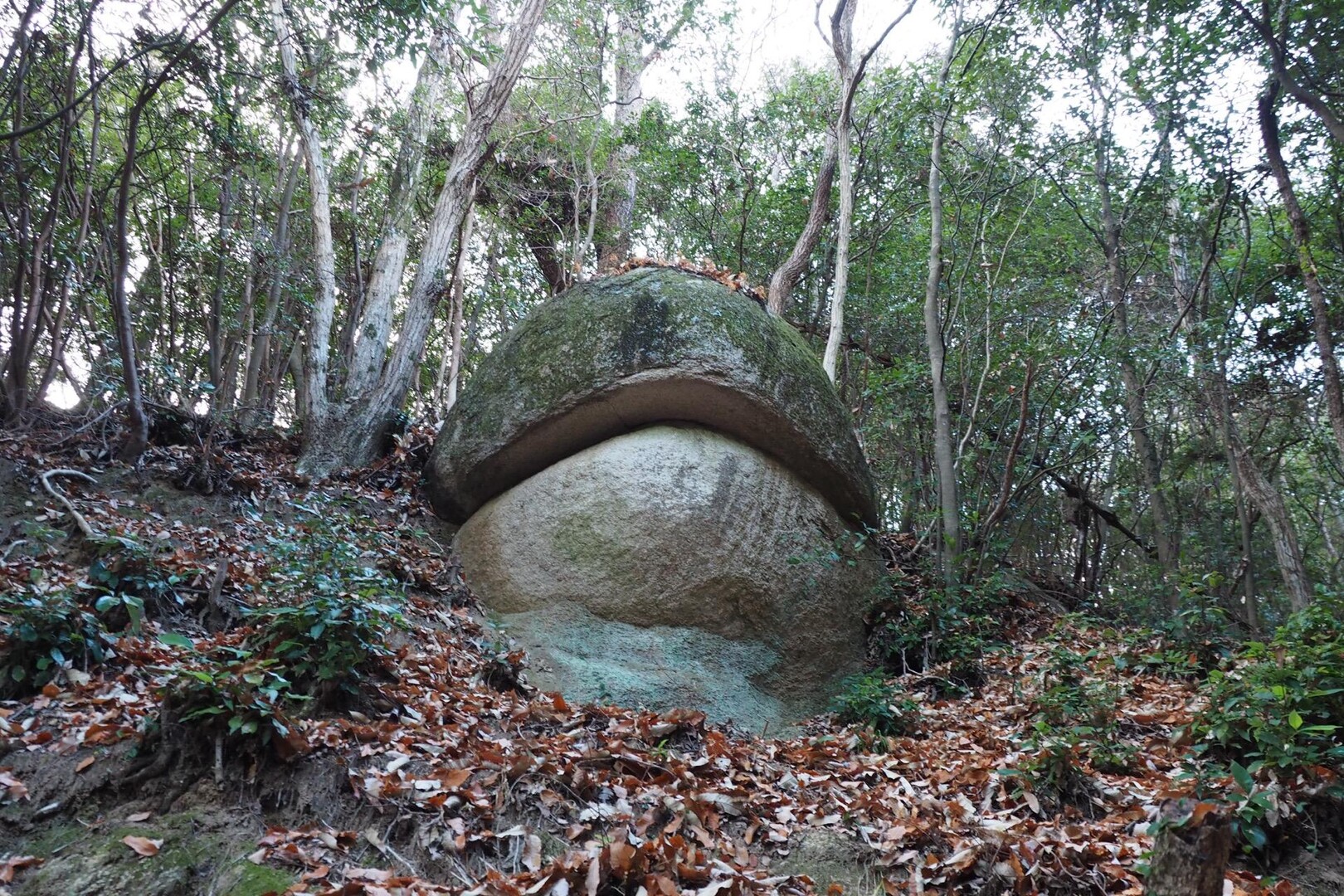 蛇円山 / cocoさんの蛇円山・京ノ上山の活動データ | YAMAP / ヤマップ