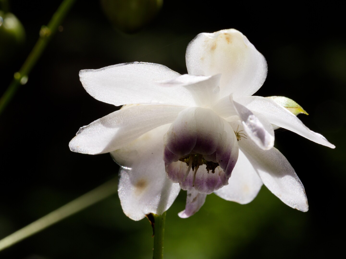 森の妖精🧚〜天狗山 / uapapaさんの天狗山の活動データ | YAMAP / ヤマップ