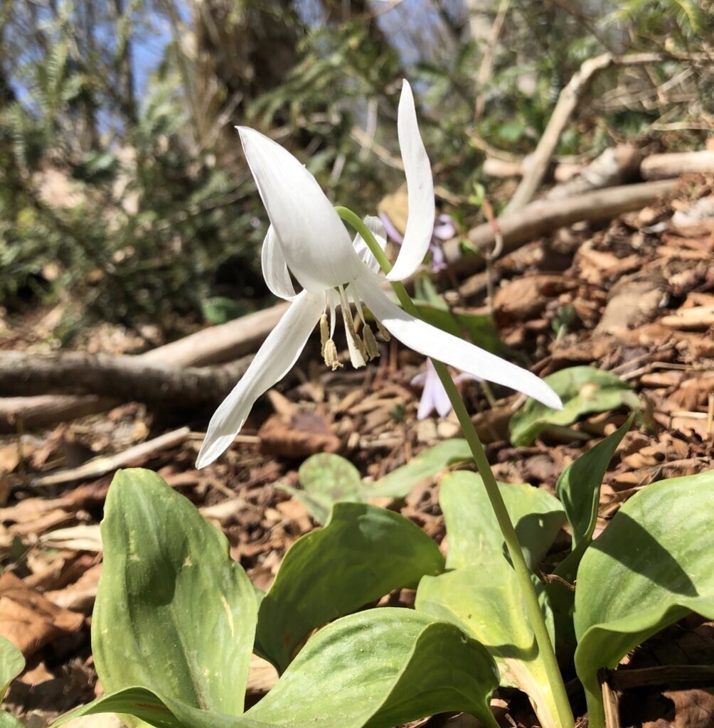 寂地山・吉和冠山 / neroliさんの吉和冠山（安芸冠山）・広高山・寂地山の活動データ | YAMAP / ヤマップ