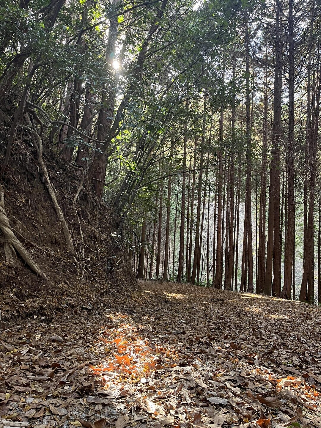 物見山・猿投山 トレラン / KOHEI(旧マルク)さんの猿投山・物見山の活動データ | YAMAP / ヤマップ