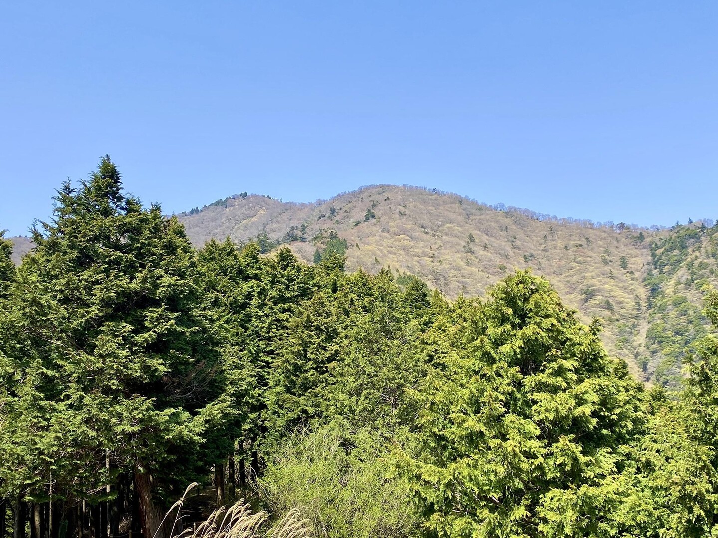 大山…春 / 3to4さんの大山の活動データ | YAMAP / ヤマップ