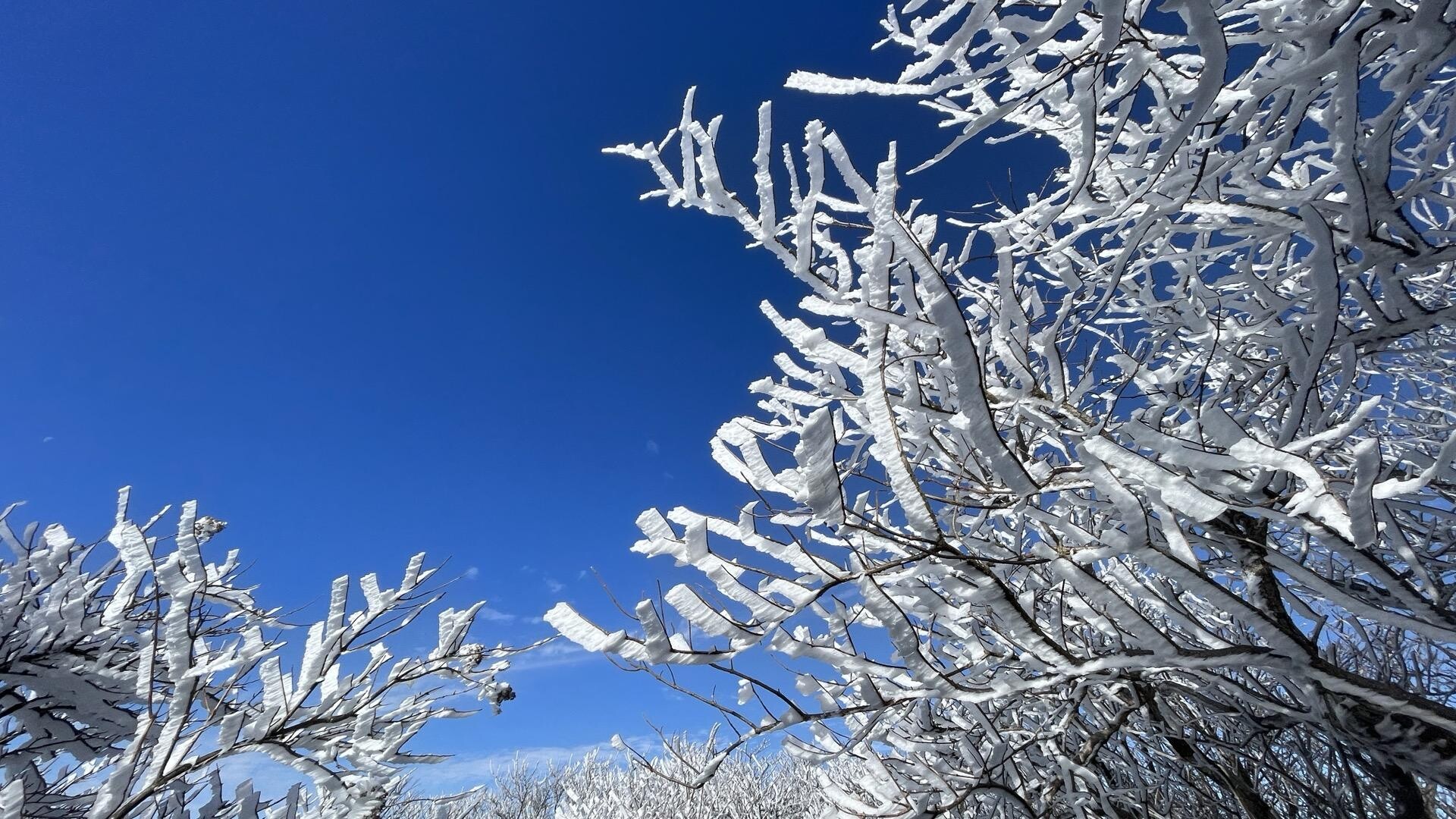 沓掛山〜御池 / kojiさんの九重山（久住山）・大船山・星生山の活動データ | YAMAP / ヤマップ