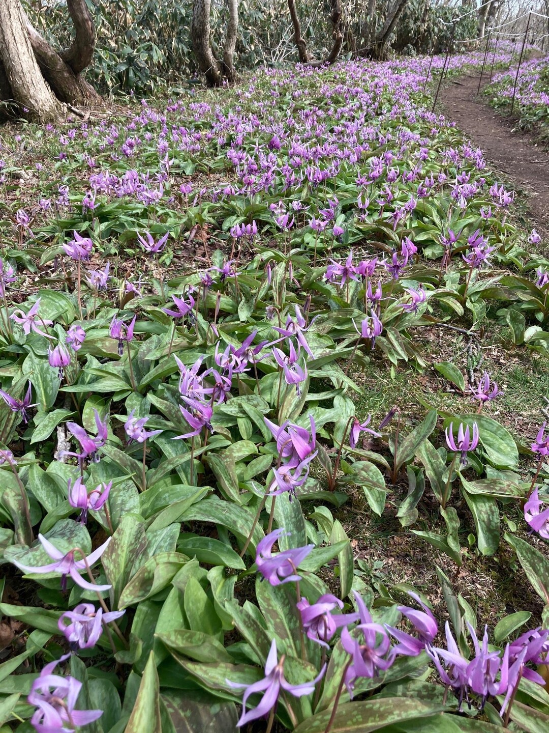 船通山振り返り。 初めての船通山のお花畑... / kozoさんのモーメント | YAMAP / ヤマップ