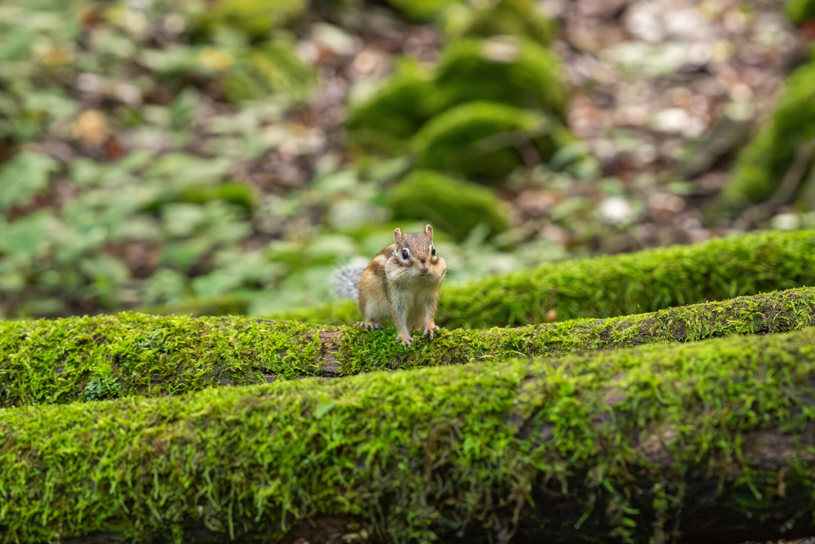 鉢伏山（リス活のみ） / nico_risaさんの鉢伏山・高ボッチ山・三峰山の活動データ | YAMAP / ヤマップ