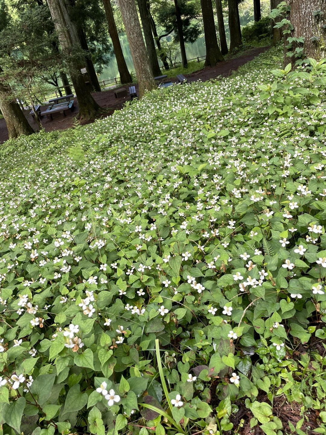 540P・長倉山 / ぴろさんの古賀志山・赤岩山・鞍掛山・男抱山・半蔵山の活動データ | YAMAP / ヤマップ