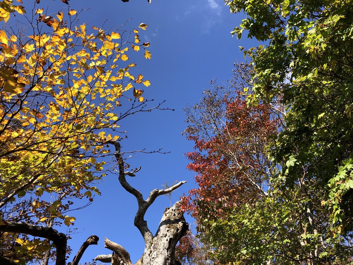 新百姓山・桧山(宇目) / kinさんの大崩山・五葉岳・新百姓山の活動データ | YAMAP / ヤマップ