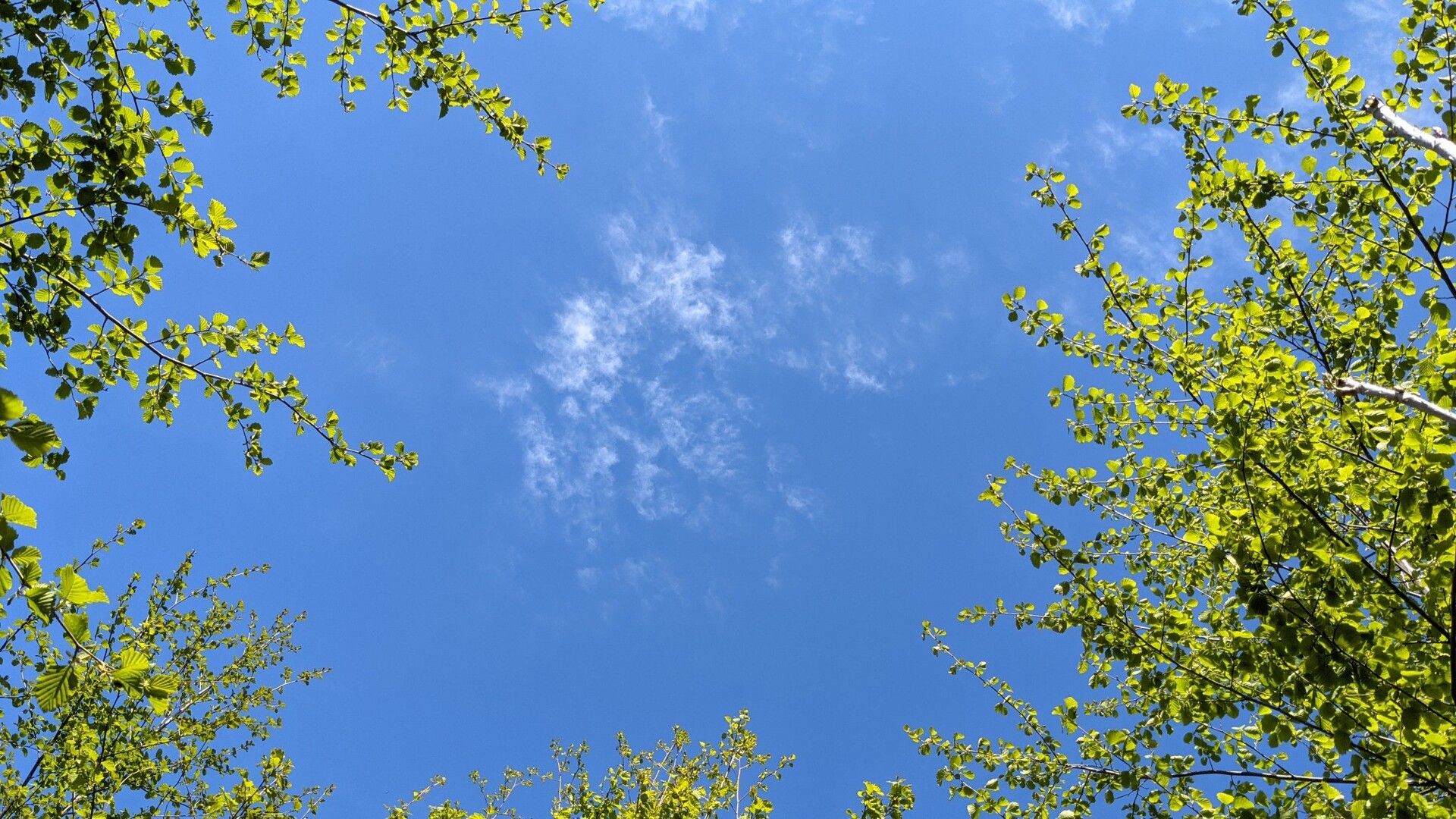 岩手の山デビューで氷上山 / minさんの氷上山の活動データ | YAMAP / ヤマップ