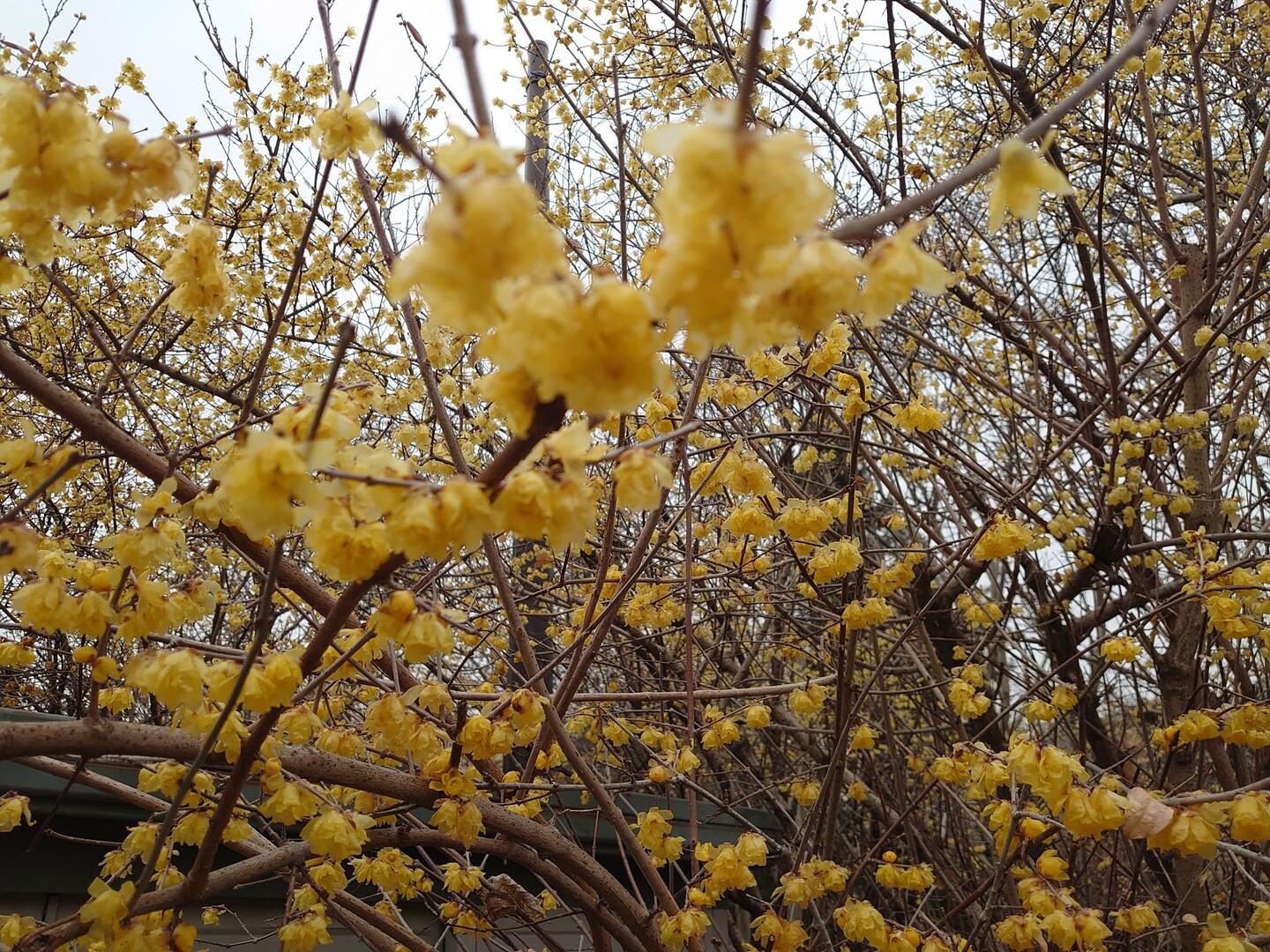 飛鳥 散策 / hen.miさんの金剛山・二上山・大和葛城山の活動データ | YAMAP / ヤマップ