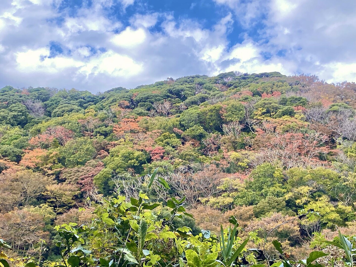 晩秋の大楠山 / 3to4さんの大楠山・武山・三浦富士の活動データ | YAMAP / ヤマップ