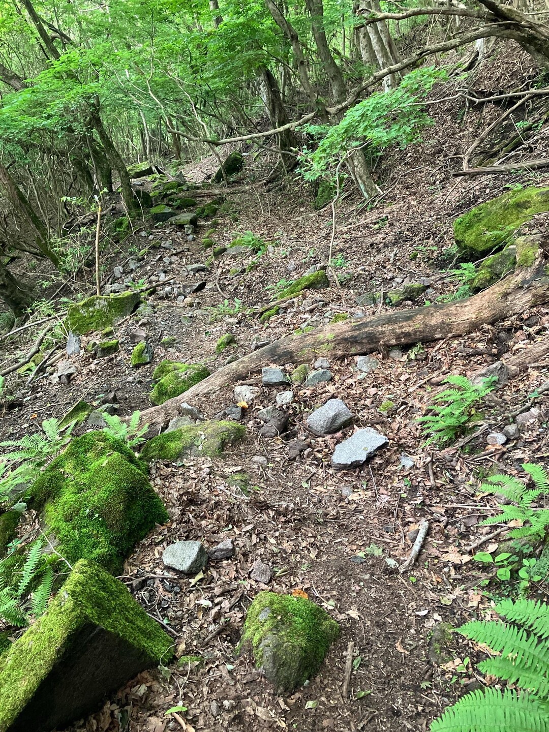 Hanamamさんの投稿したフィールドメモ | YAMAP / ヤマップ