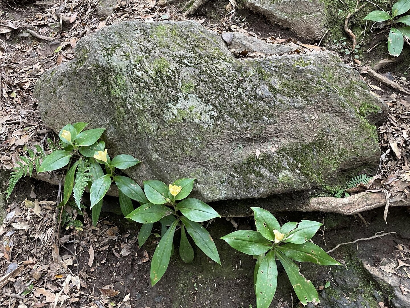 忠兵衛岳・御岳⛰️タカクマホトトギスだらけ🟡 / AnKemiさんの高隈山・大箆柄岳・御岳の活動データ | YAMAP / ヤマップ