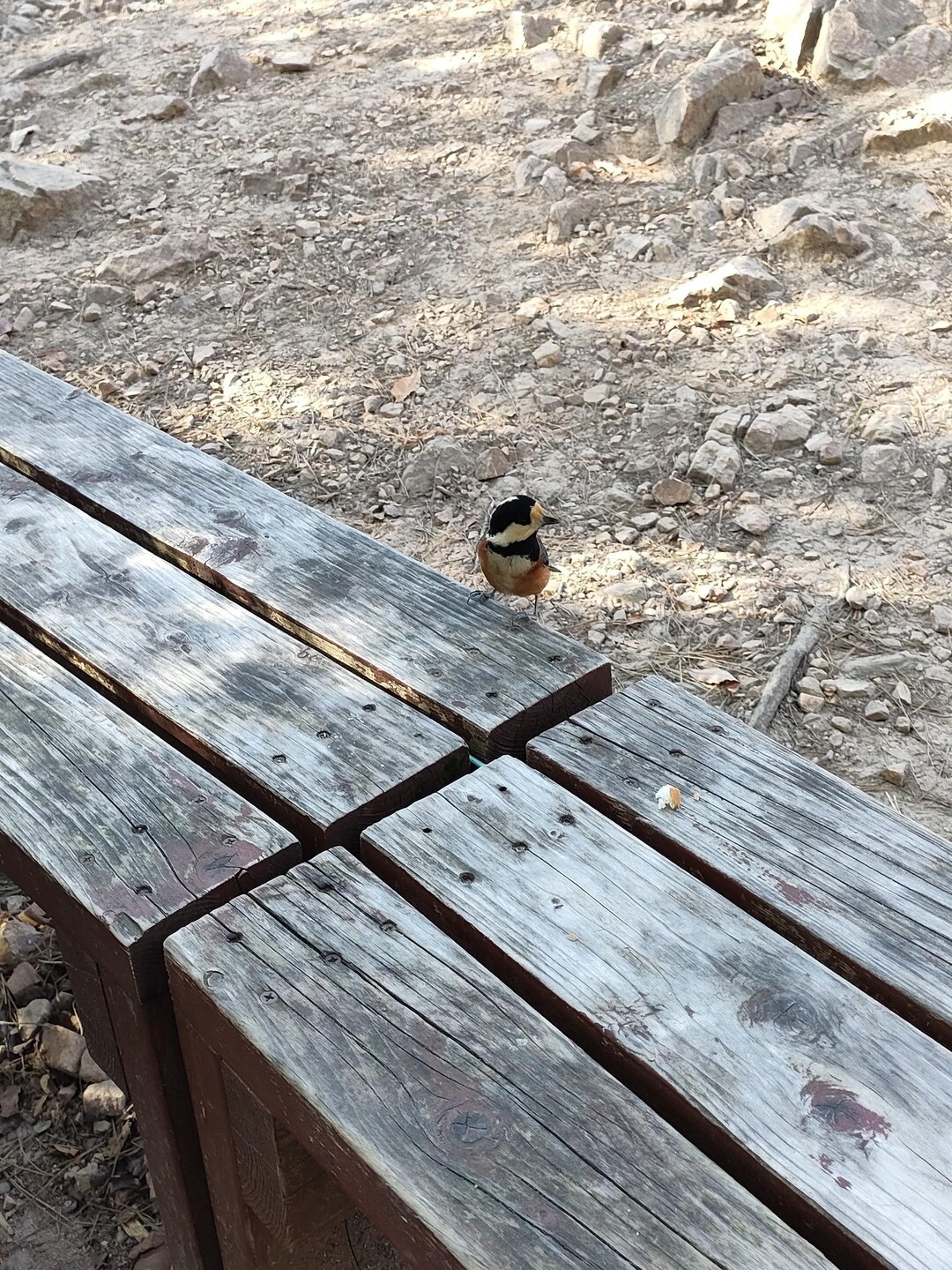 道樹山・大谷山・弥勒山 / mocchiさんの春日井三山・弥勒山・大谷山・道樹山の活動データ | YAMAP / ヤマップ