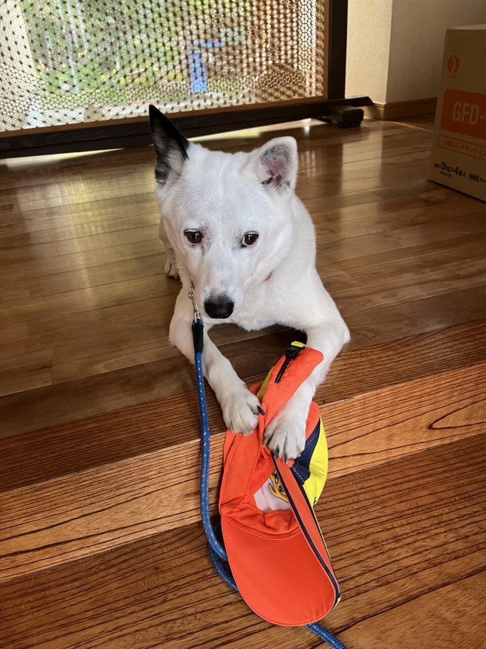 ささきのページ | YAMAP / ヤマップ