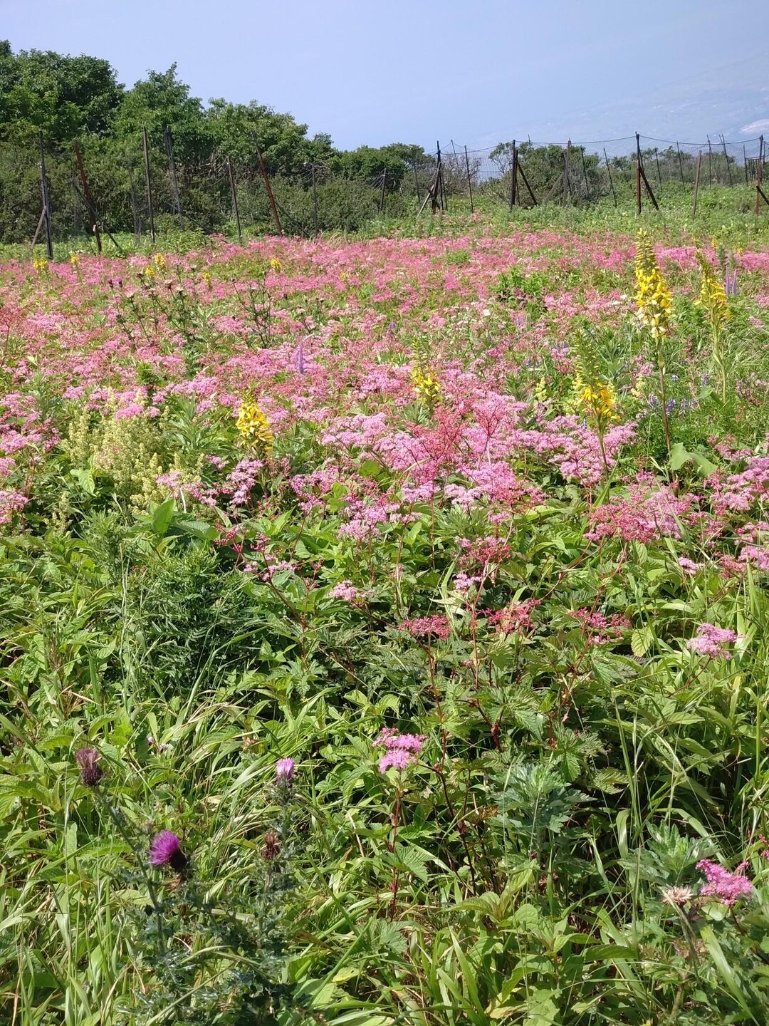 伊吹山 山上散歩 / kinu235（きぬ）さんの伊吹山・伊吹高原・御座峰の活動データ | YAMAP / ヤマップ