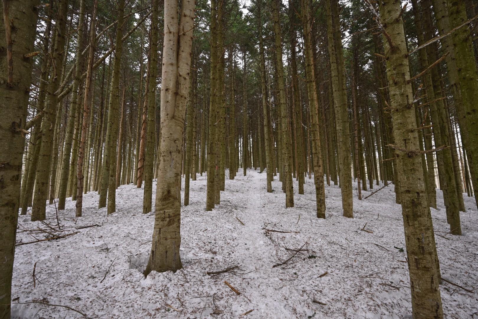 萩の山 / ryryryryさんの利根別自然公園の活動データ | YAMAP / ヤマップ