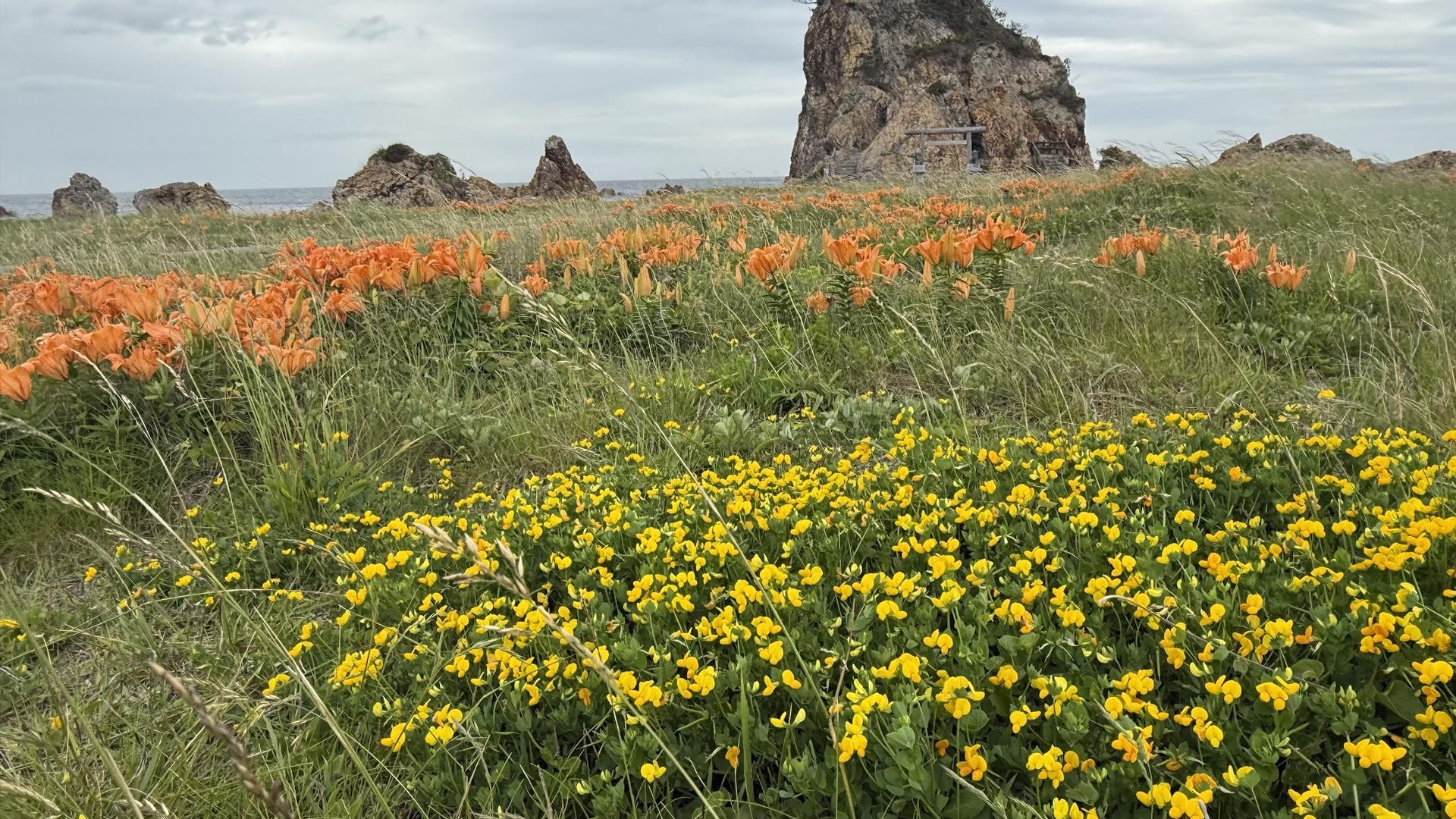 佐渡島② 大野亀🐢観光ᕷ*.° / etsuko .*⡱さんの佐渡島の活動データ | YAMAP / ヤマップ