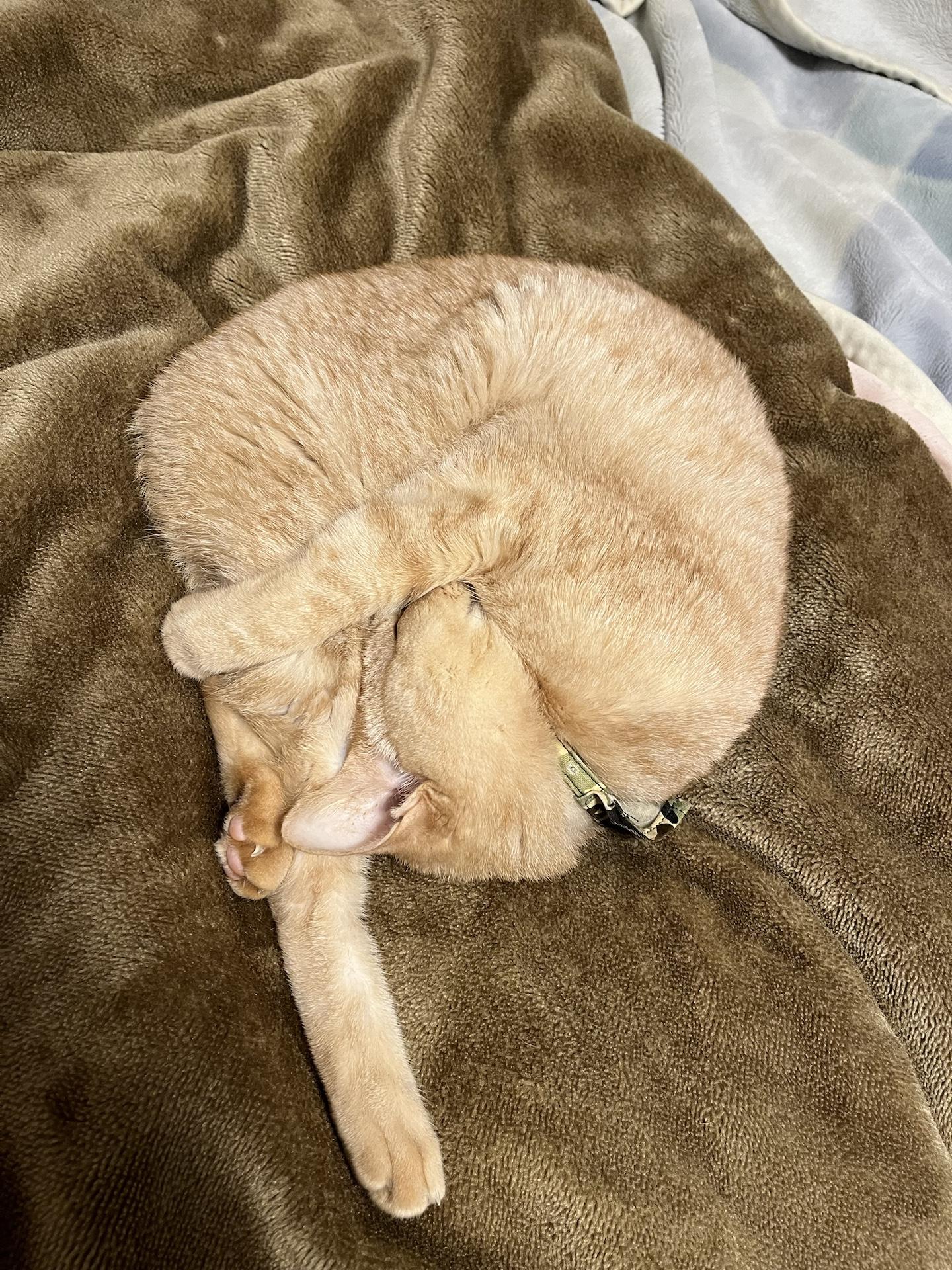 おかえりにゃんはなかった😆 / takeさんのウォーキングの活動データ | YAMAP / ヤマップ