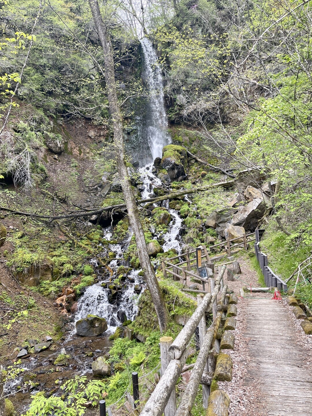 久々軽井沢千ヶ滝散策ウォーキング-2022-05-17 / qkaruさんのウォーキングの活動データ | YAMAP / ヤマップ