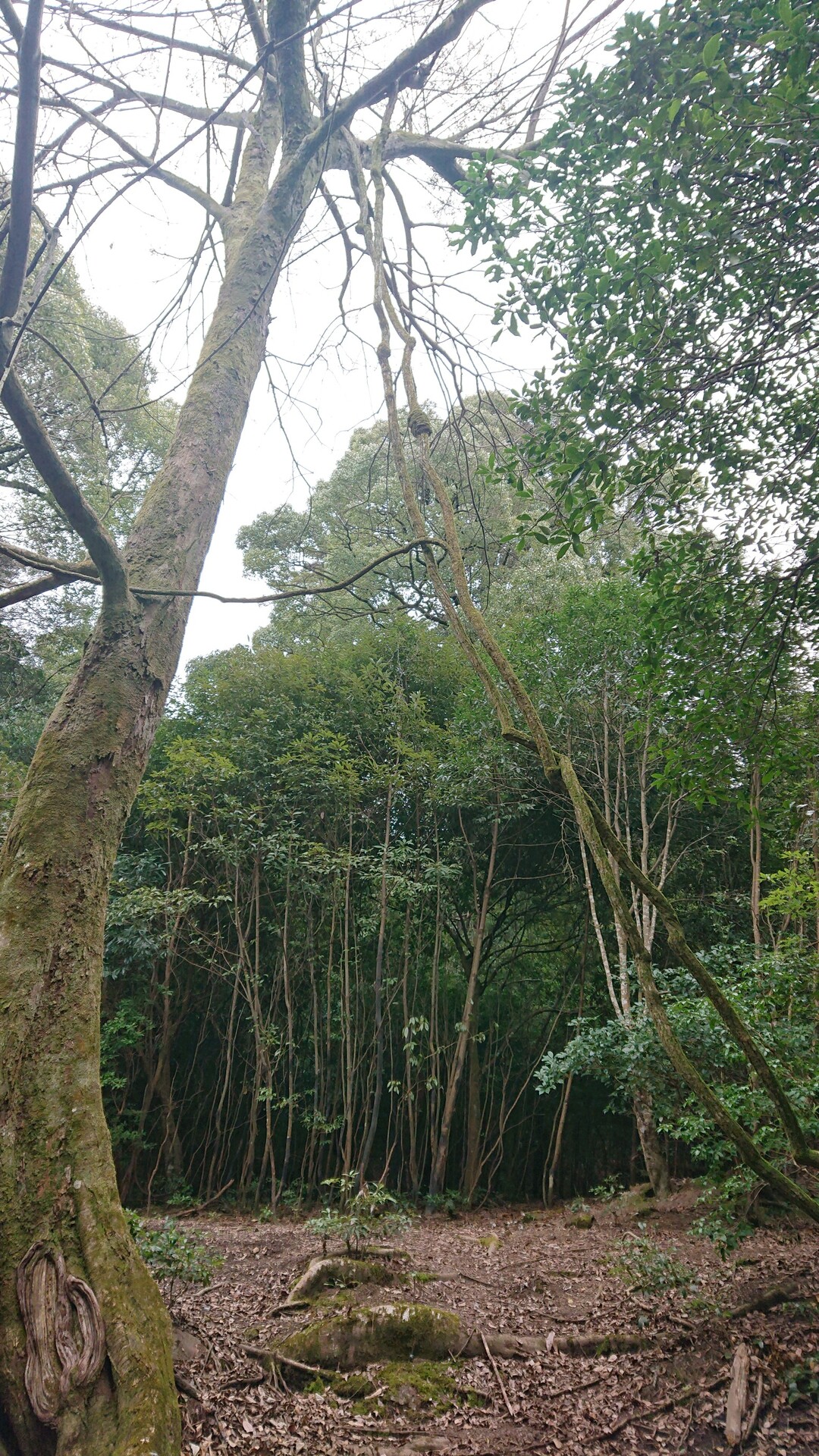 宮島でジャングルのような場所があります。... / YT、Odさんのモーメント | YAMAP / ヤマップ