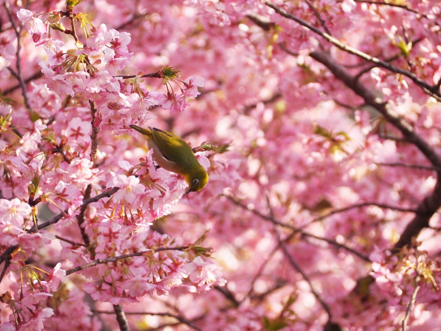 春は気持ちがいい / saeさんのモーメント | YAMAP / ヤマップ