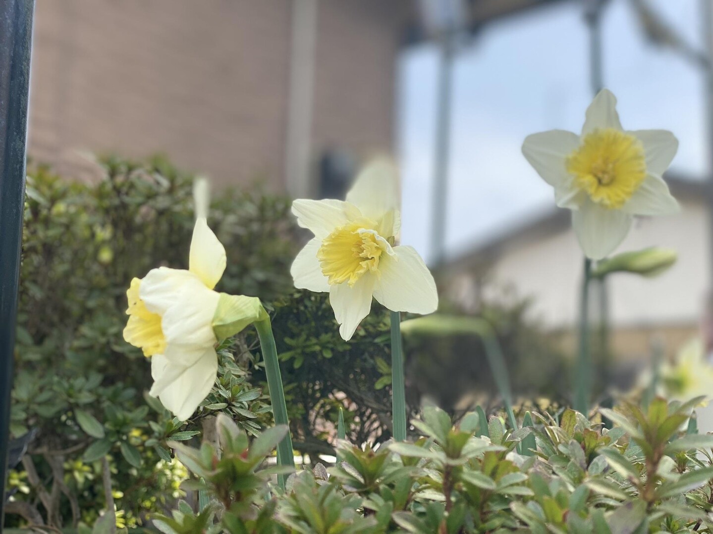 普段行き来するだけの玄関前…天気もいいの... / 51-GOGOさんのモーメント | YAMAP / ヤマップ