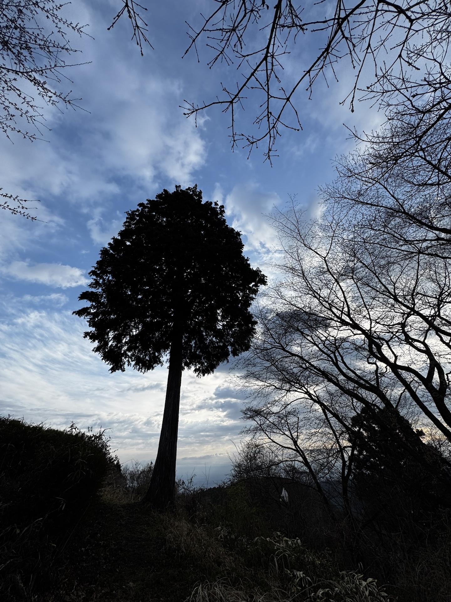 トレーニングハイキング #007 高尾山〜景信山〜高尾山 / nobi-wanさんの高尾山・陣馬山・景信山の活動データ | YAMAP / ヤマップ