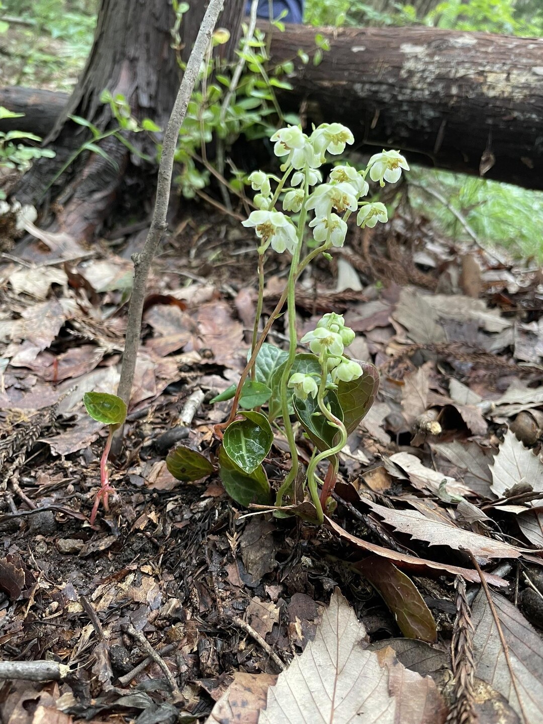 南高尾ハート ️歩き / yukodamaさんの高尾山・陣馬山・景信山の活動データ | YAMAP / ヤマップ