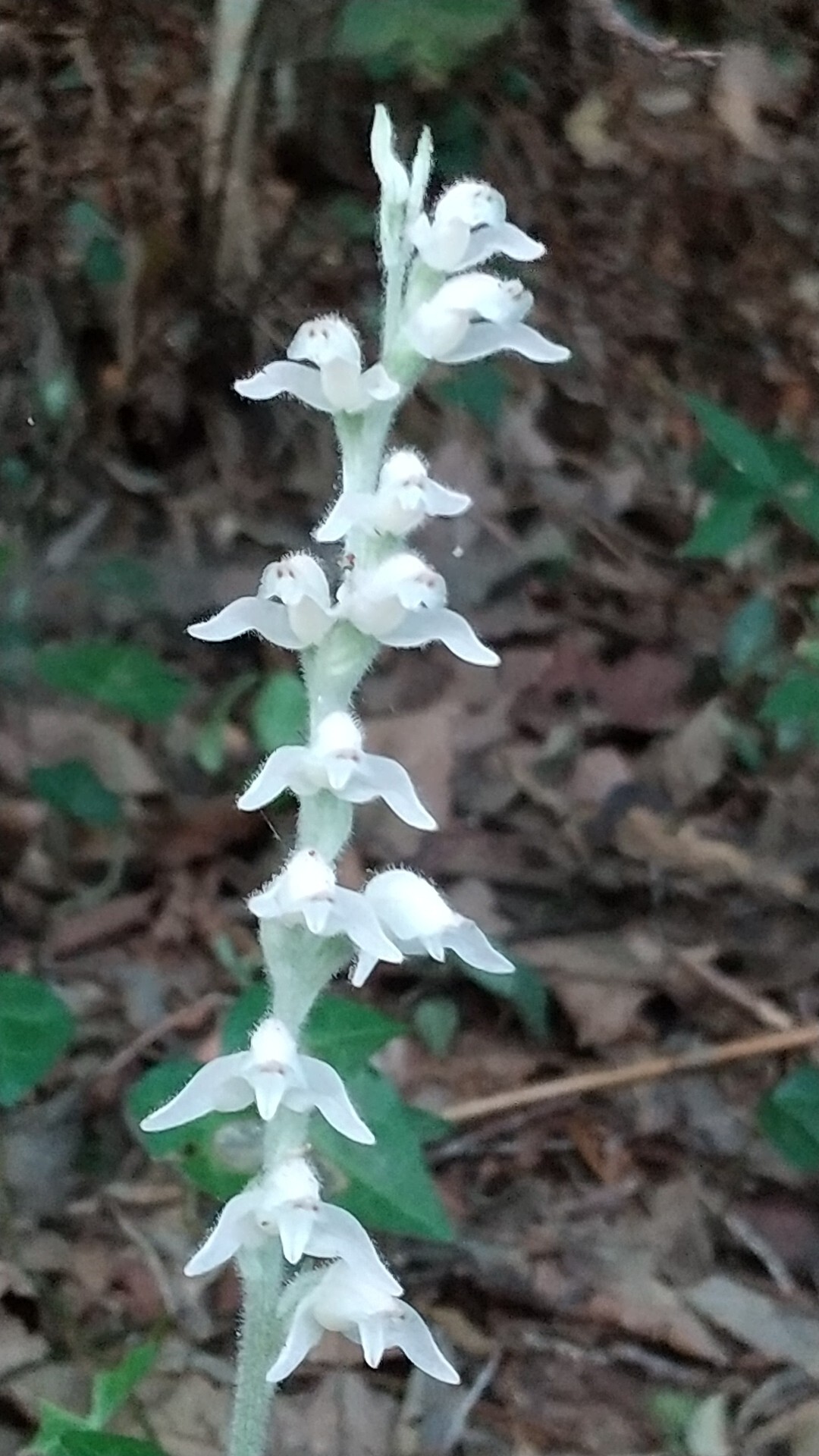 讃岐を代表するお山で見つけた妖精 ミヤマ... / sumiさんのモーメント | YAMAP / ヤマップ